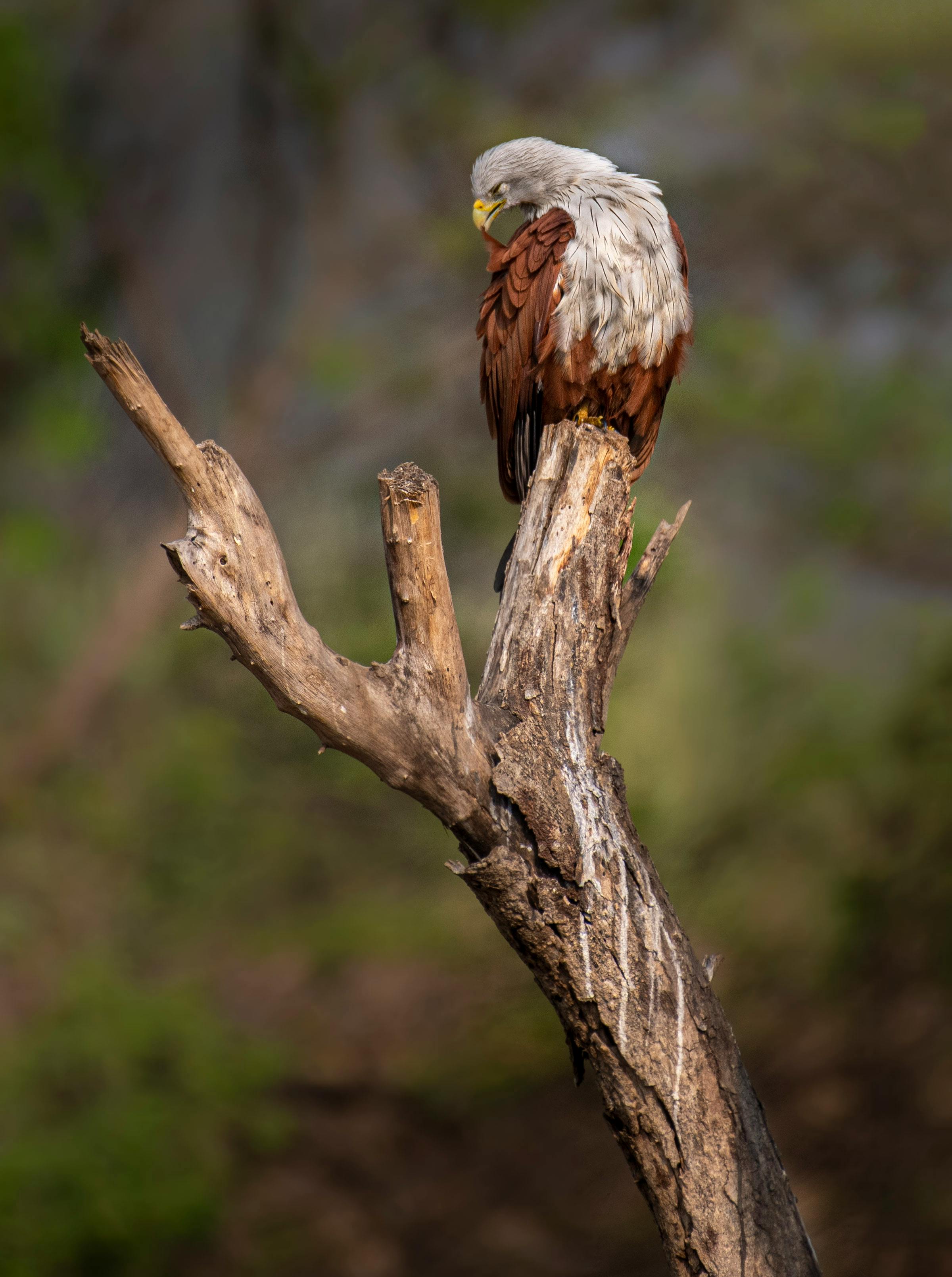 Close-up of a Brahminy Kite Sitting on a Tree Branch · Free Stock Photo