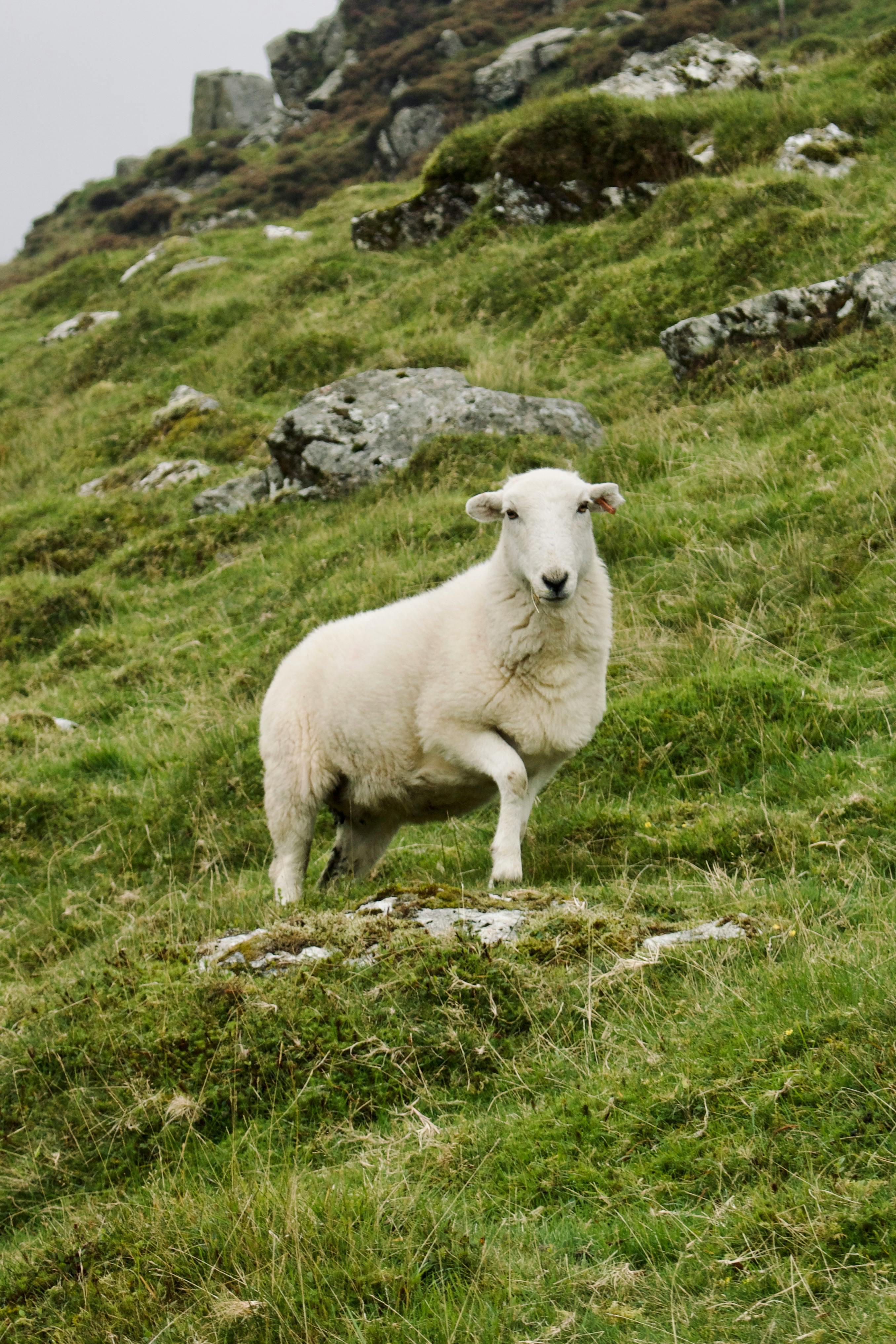 Sheep behind Container · Free Stock Photo