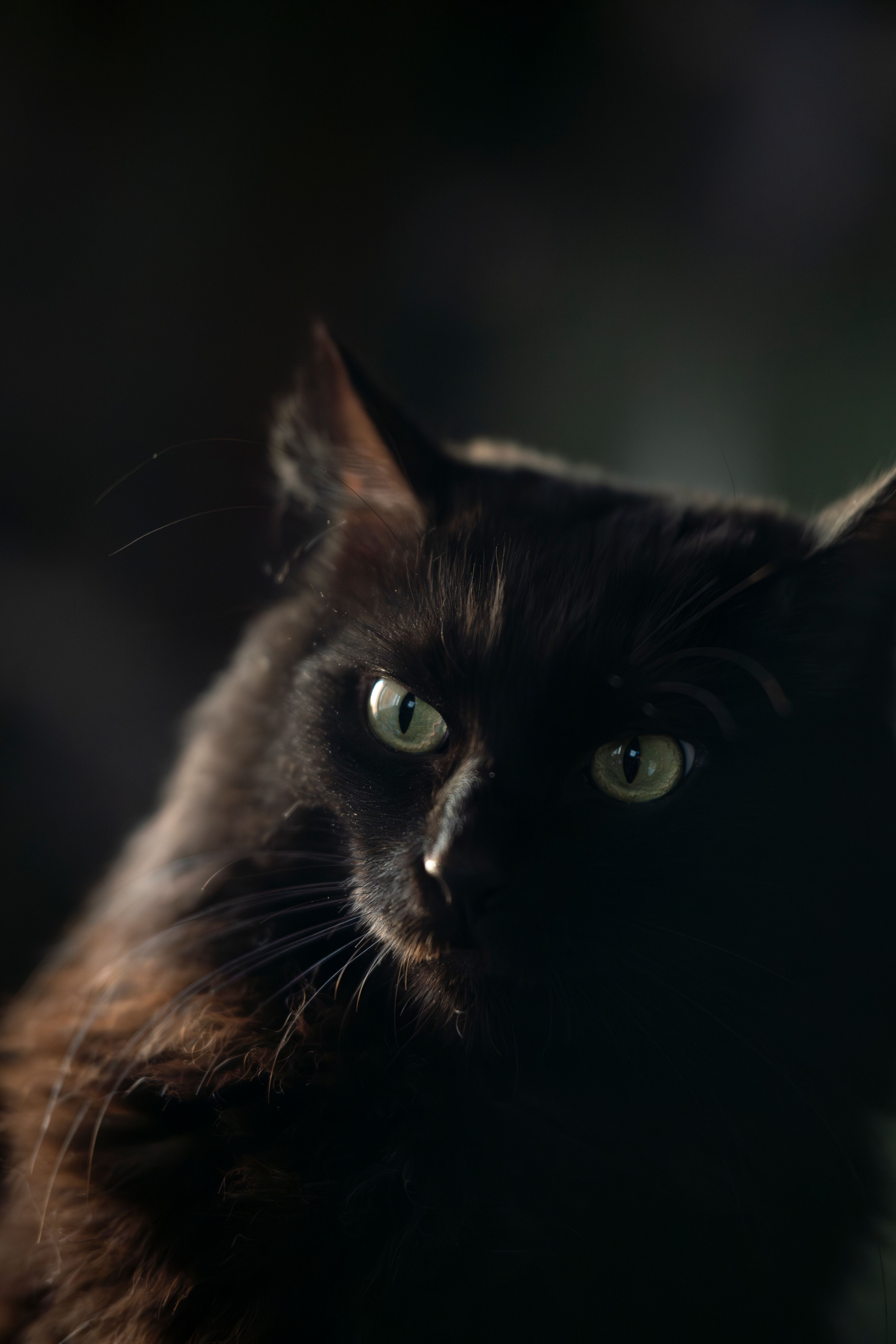 Cat Schedule Photos, Download The BEST Free Cat Schedule Stock Photos ...