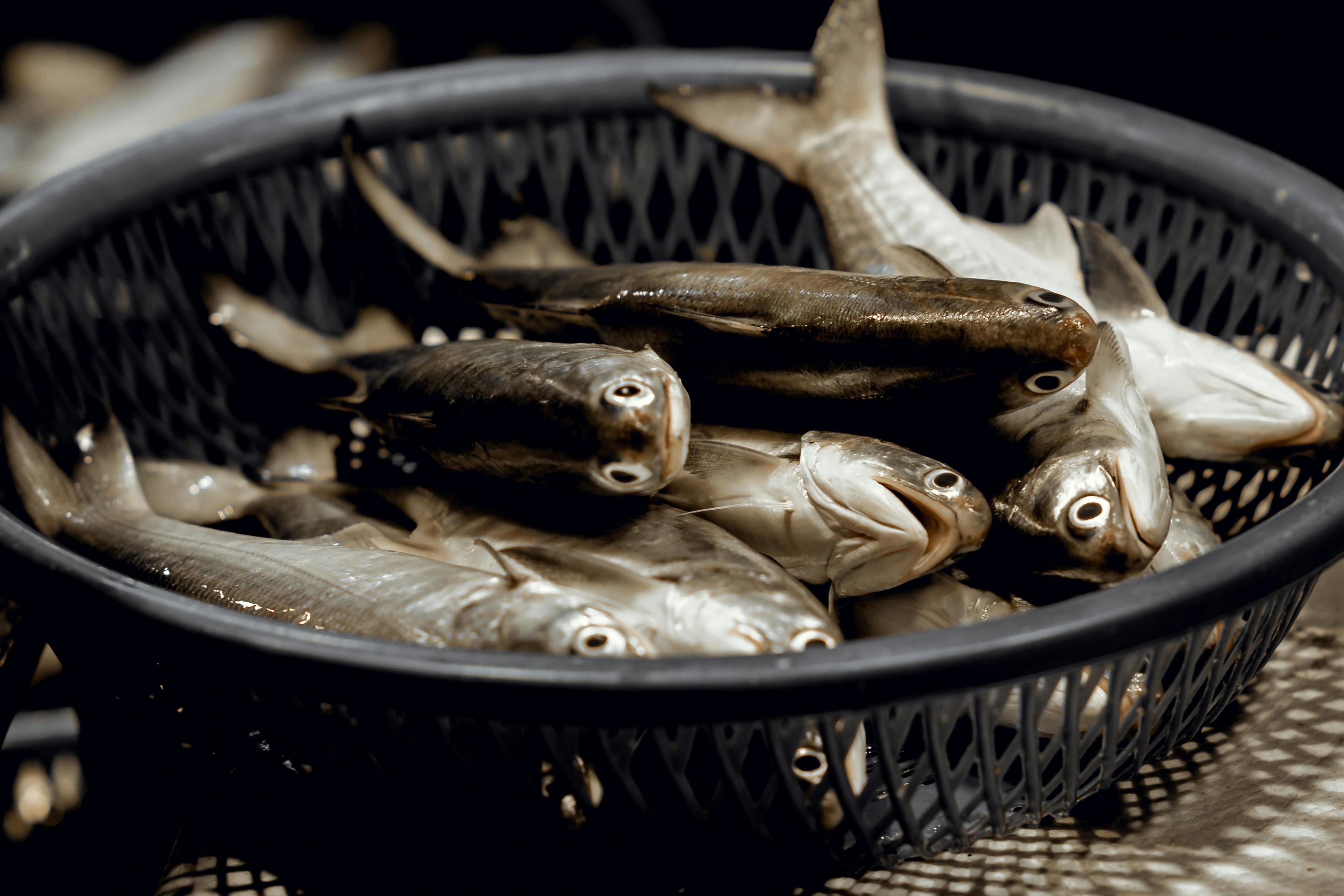 Fresh Fishes on the Table · Free Stock Photo