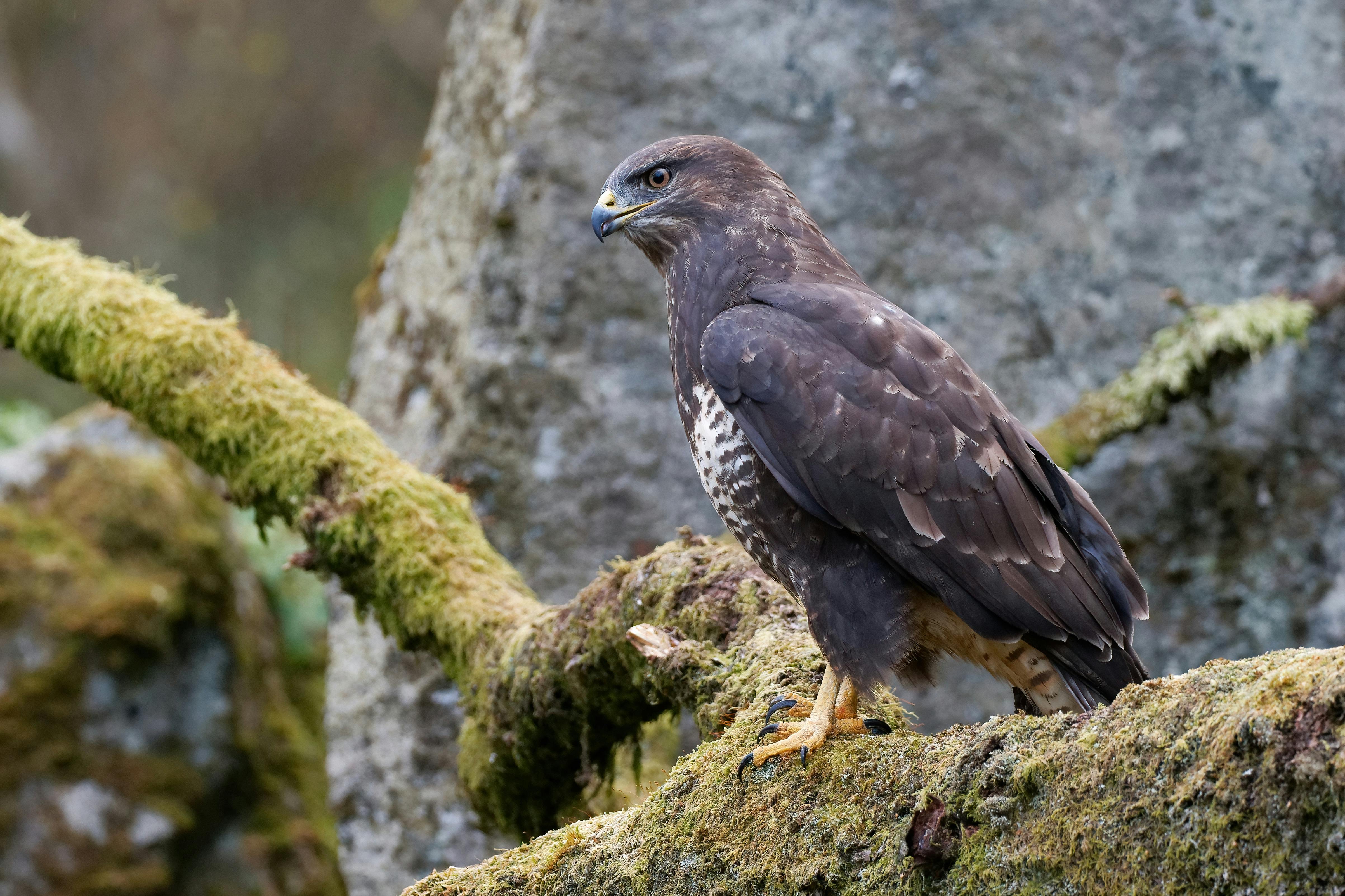 Buzzard Photos, Download The BEST Free Buzzard Stock Photos & HD Images