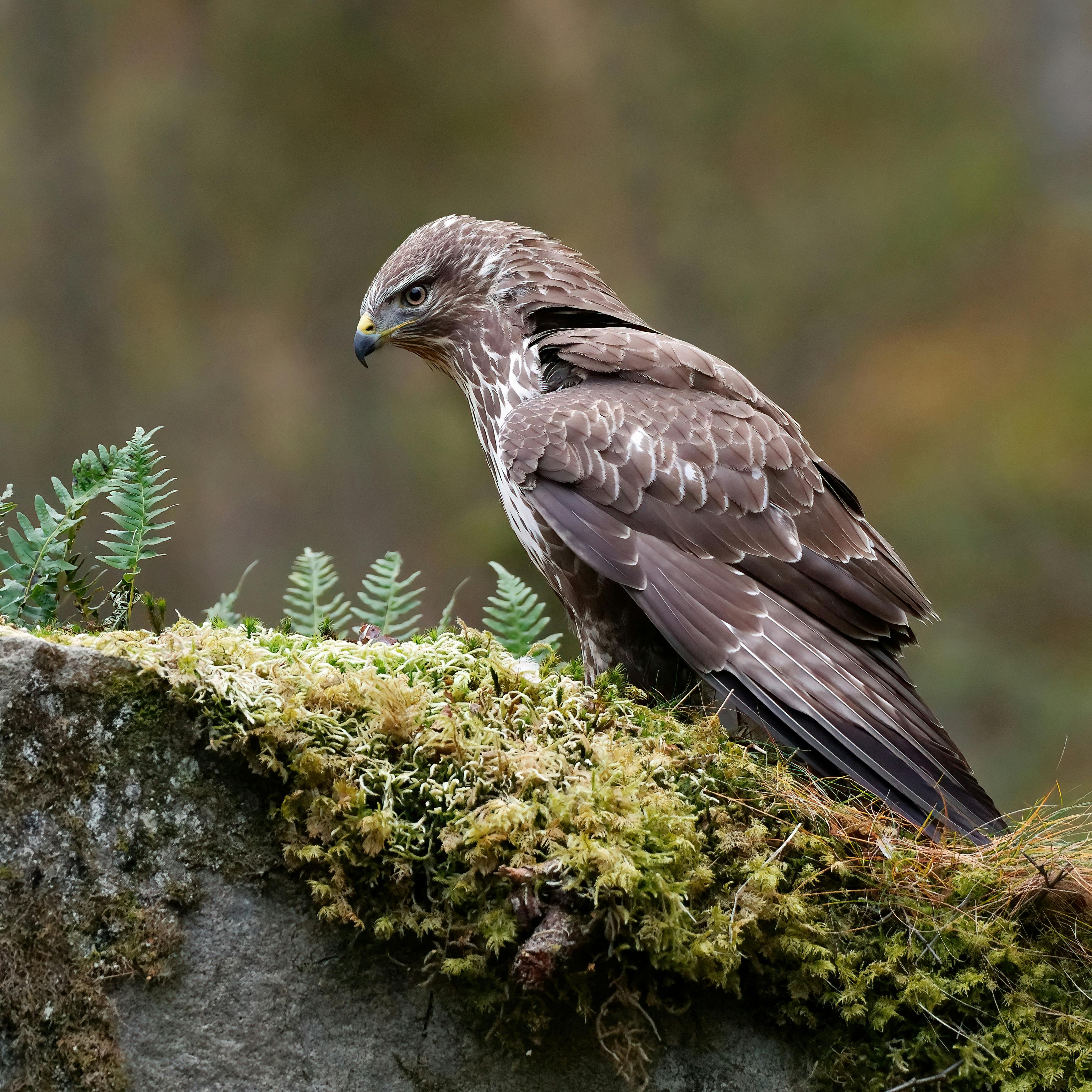Common Buzzard Photos, Download The BEST Free Common Buzzard Stock ...