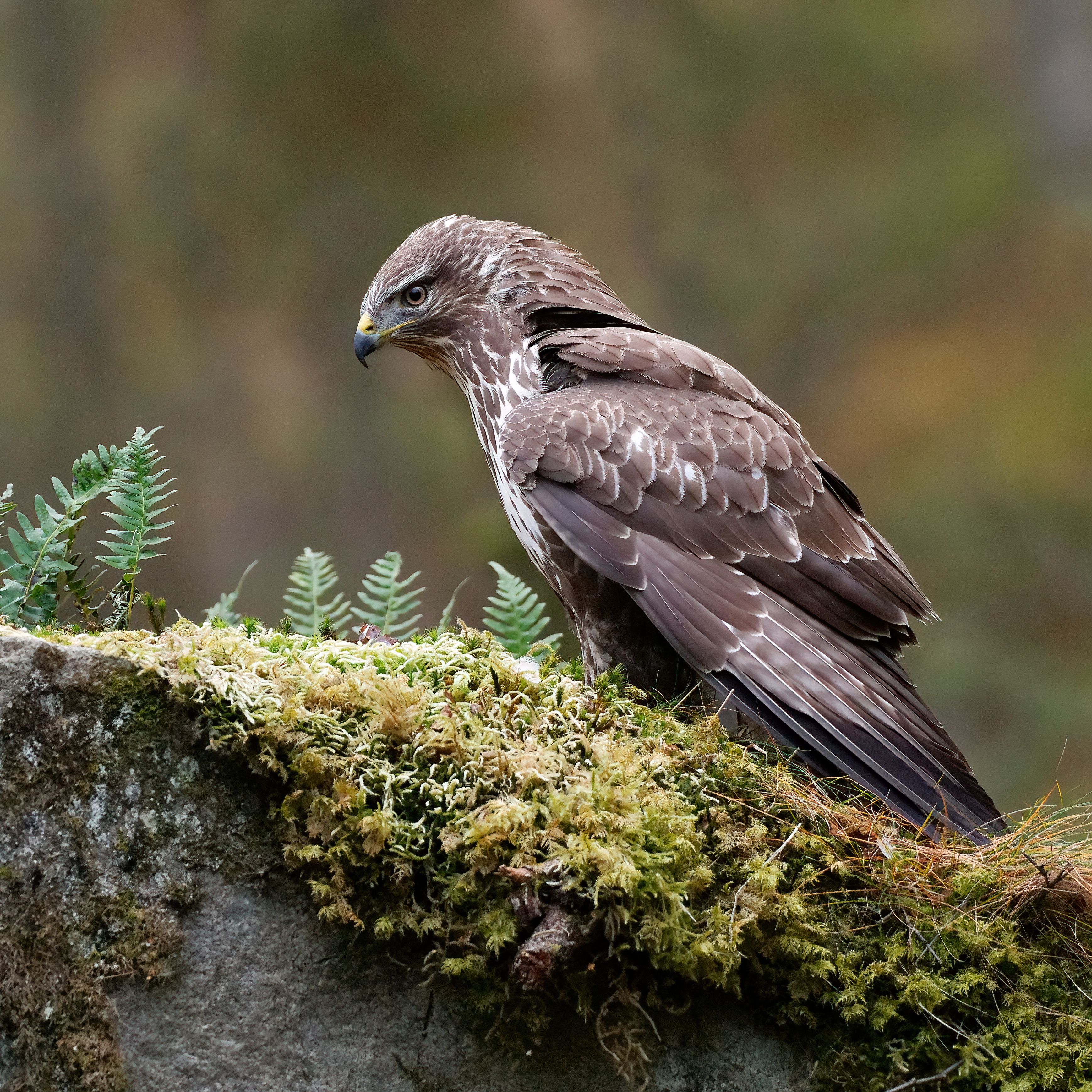 Common Buzzard Bird on Mossy Rock · Free Stock Photo