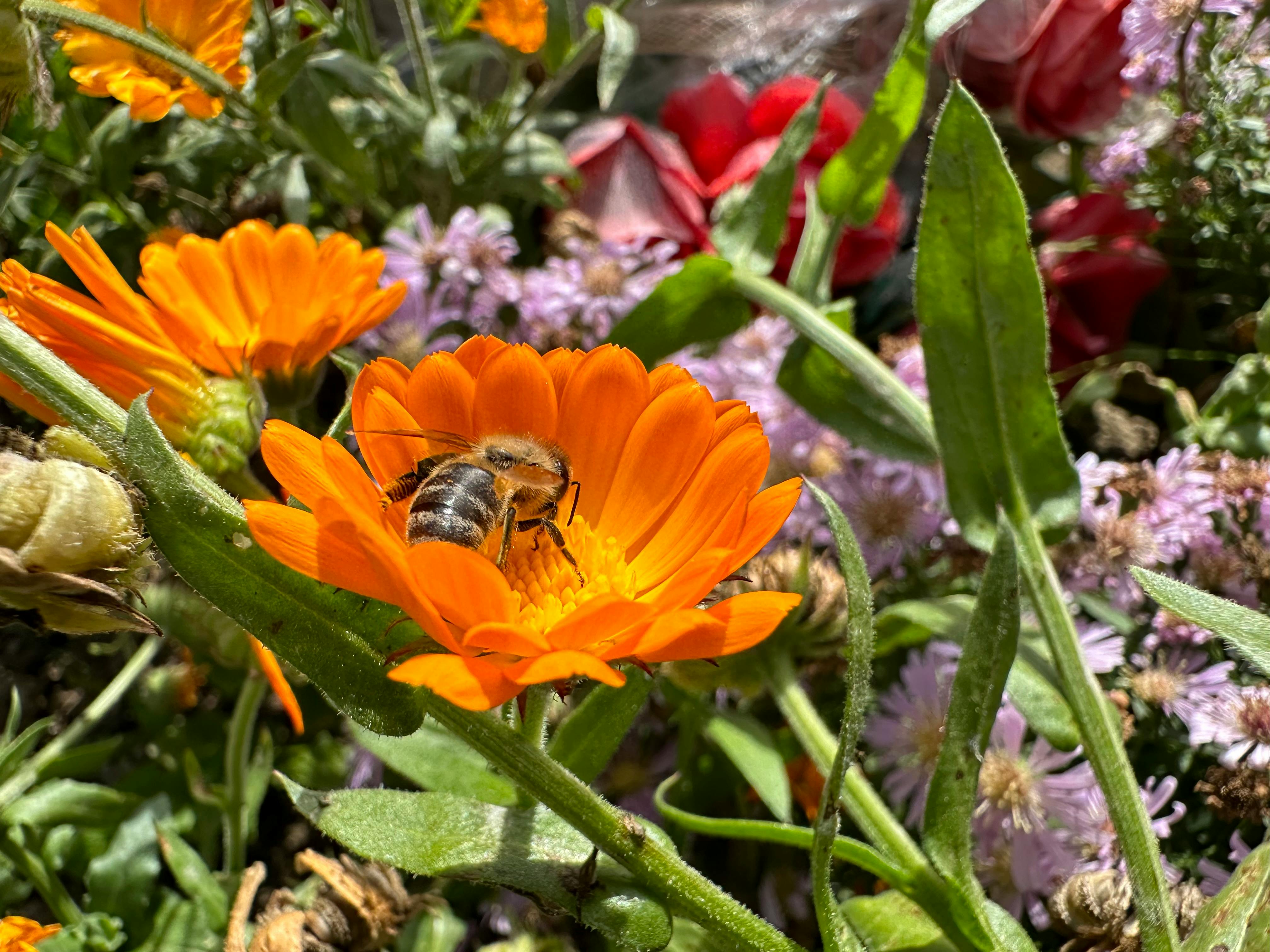 Western Honey Bee in the Garden · Free Stock Photo