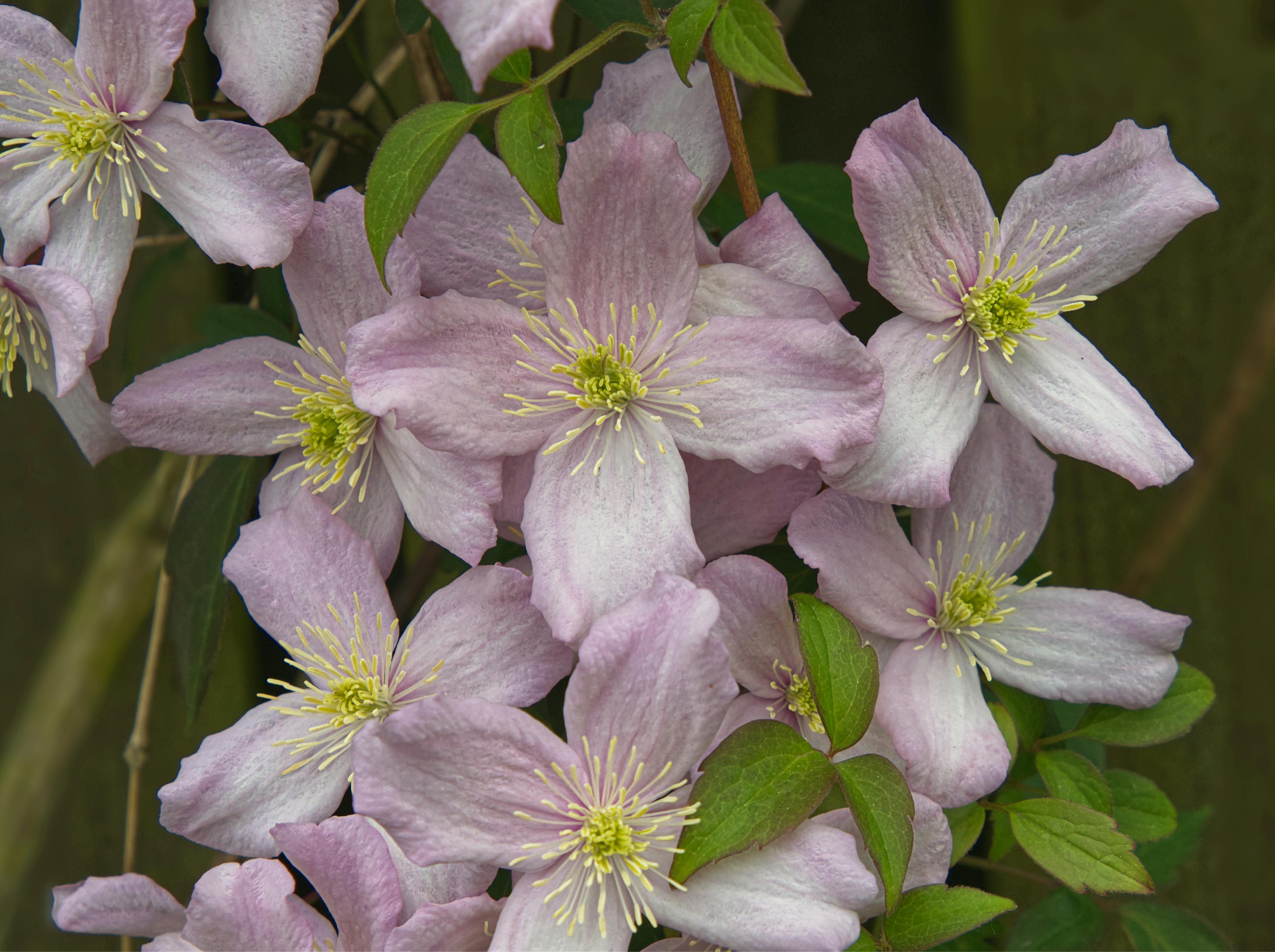 Close-up of Light Pink Clematis Flowers · Free Stock Photo