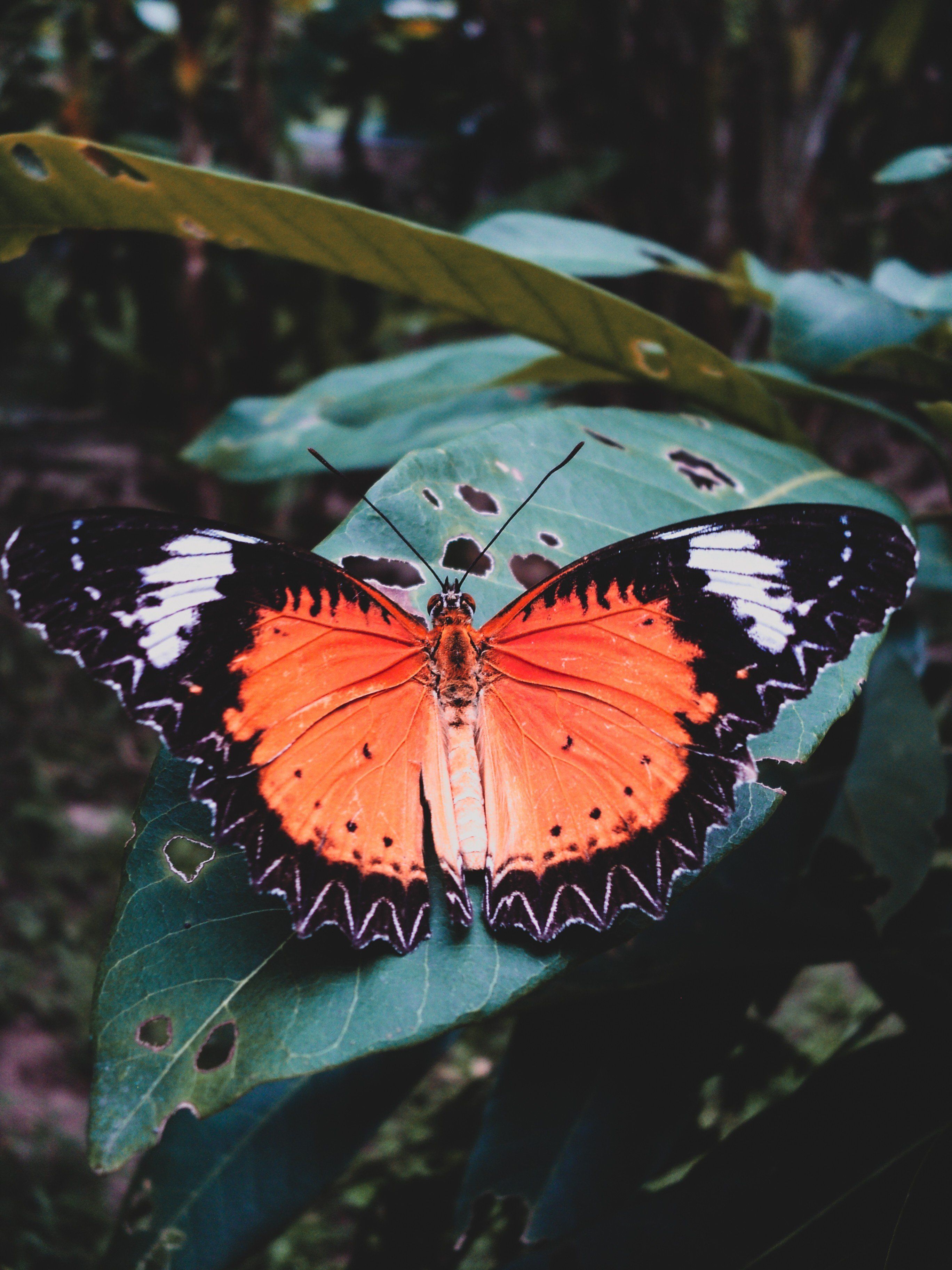 Close-up of a Red Lacewing Butterfly Sitting on a Leaf · Free Stock Photo