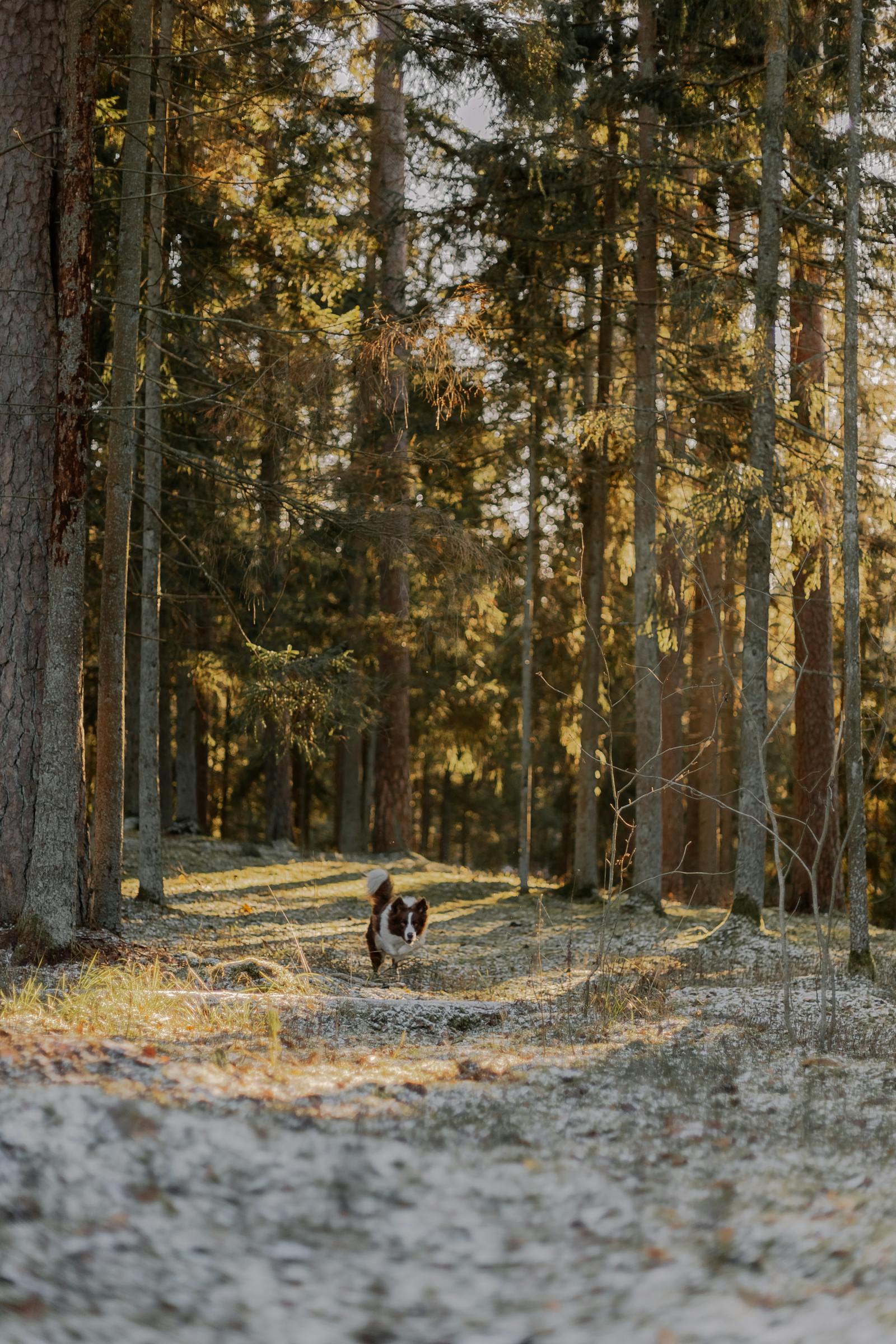 Forest Cold Photos, Download The BEST Free Forest Cold Stock Photos ...