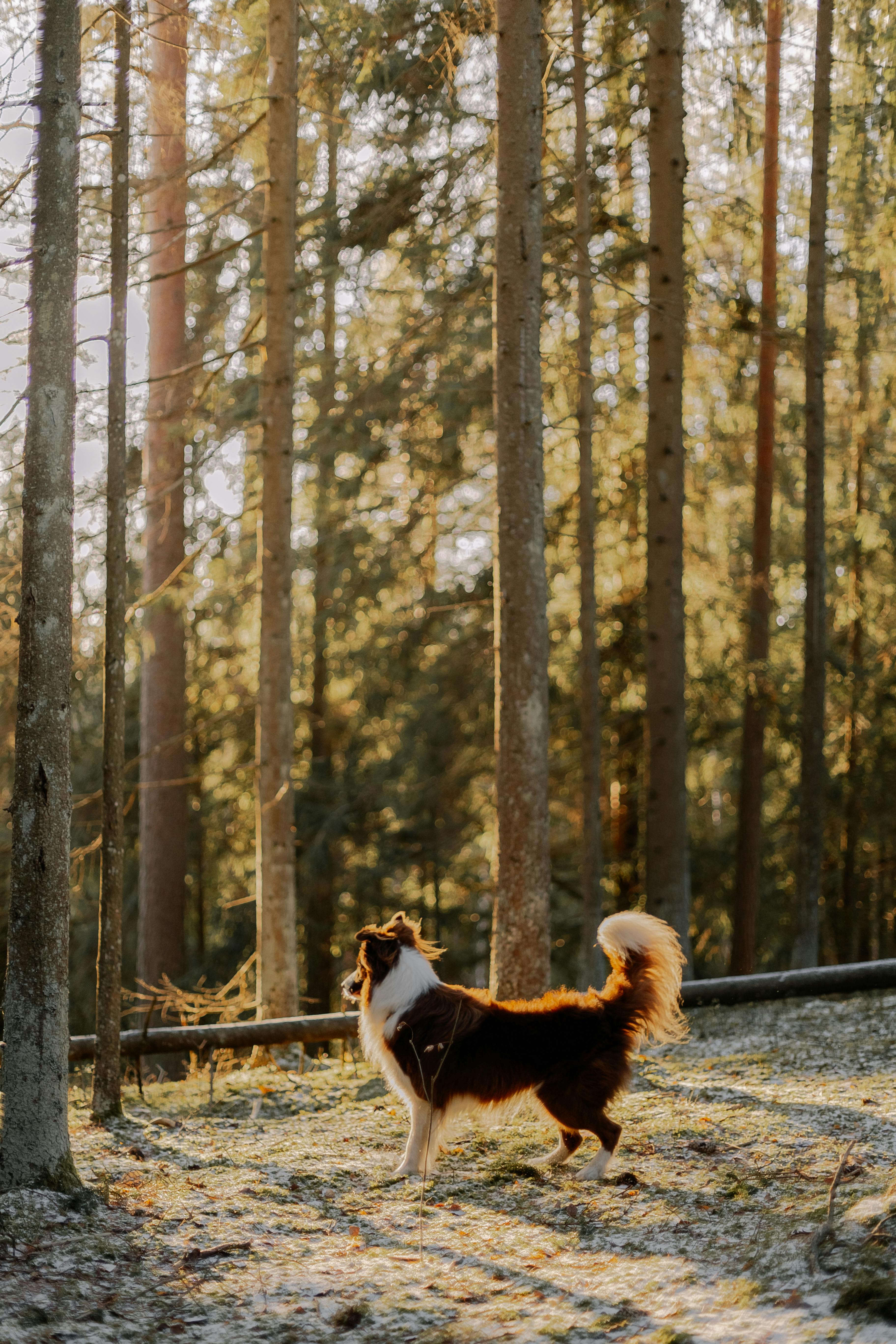 A Border Collie Dog in a Forest in Winter · Free Stock Photo