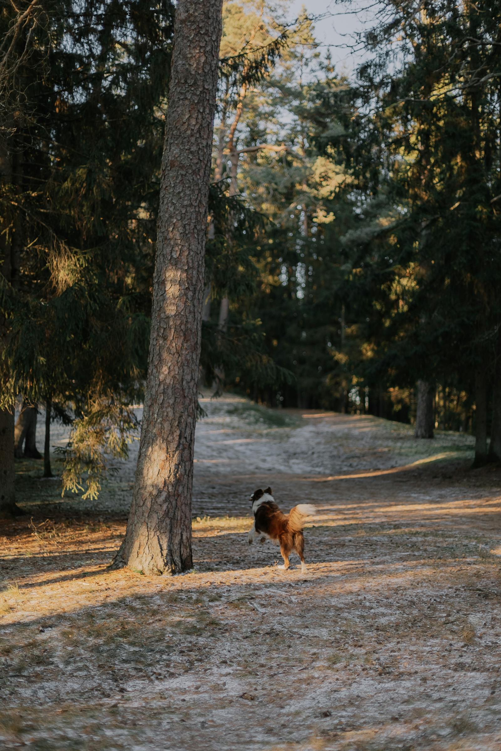 Australian Shepherd Dachshund Mix Photos, Download The BEST Free ...