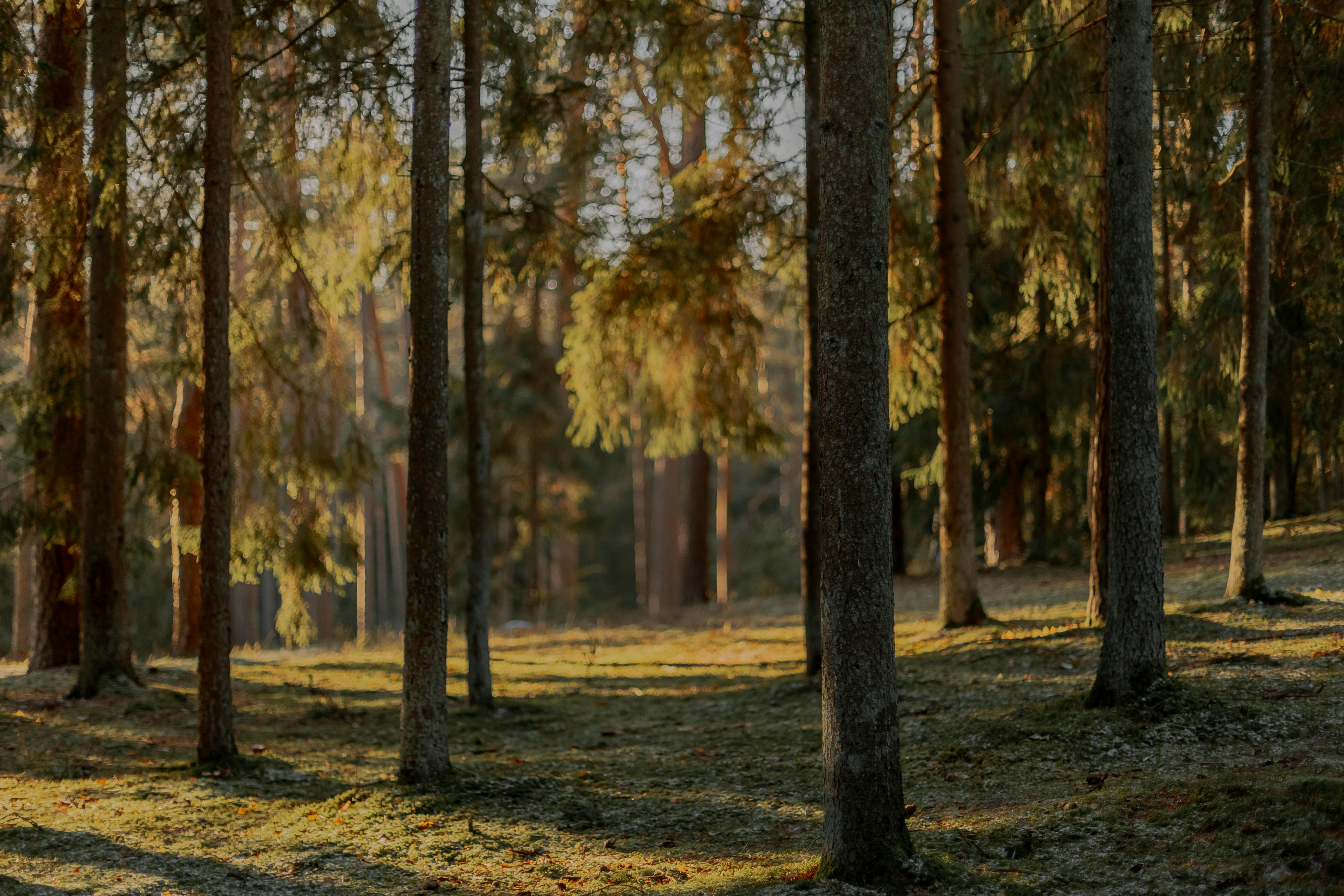 Trees Through The Seasons Photos, Download The BEST Free Trees Through ...