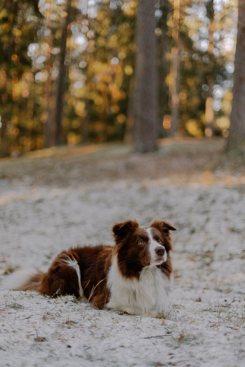 Staff Dog Photos, Download The BEST Free Staff Dog Stock Photos & HD Images