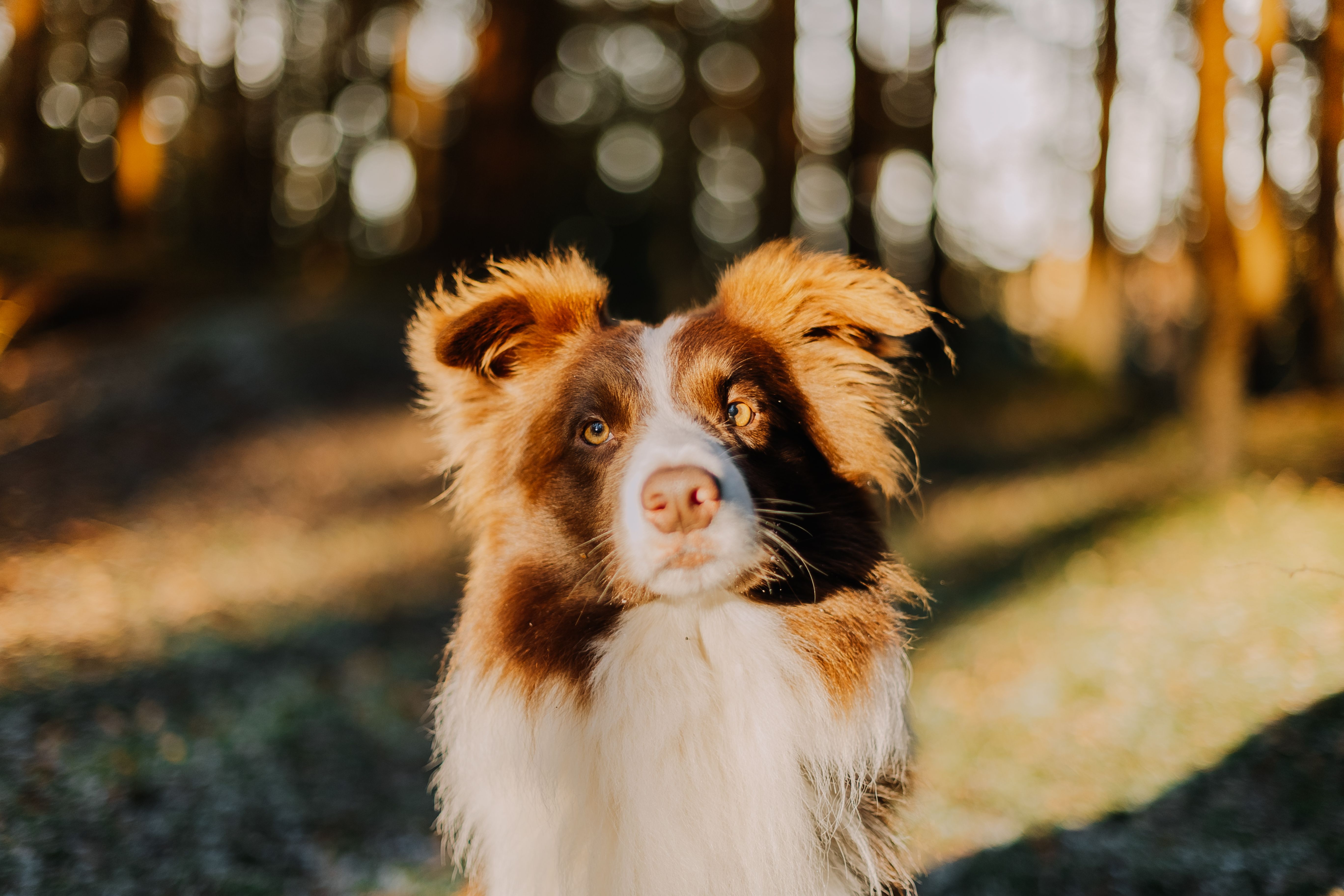 Australian shepherd · Free Stock Photo