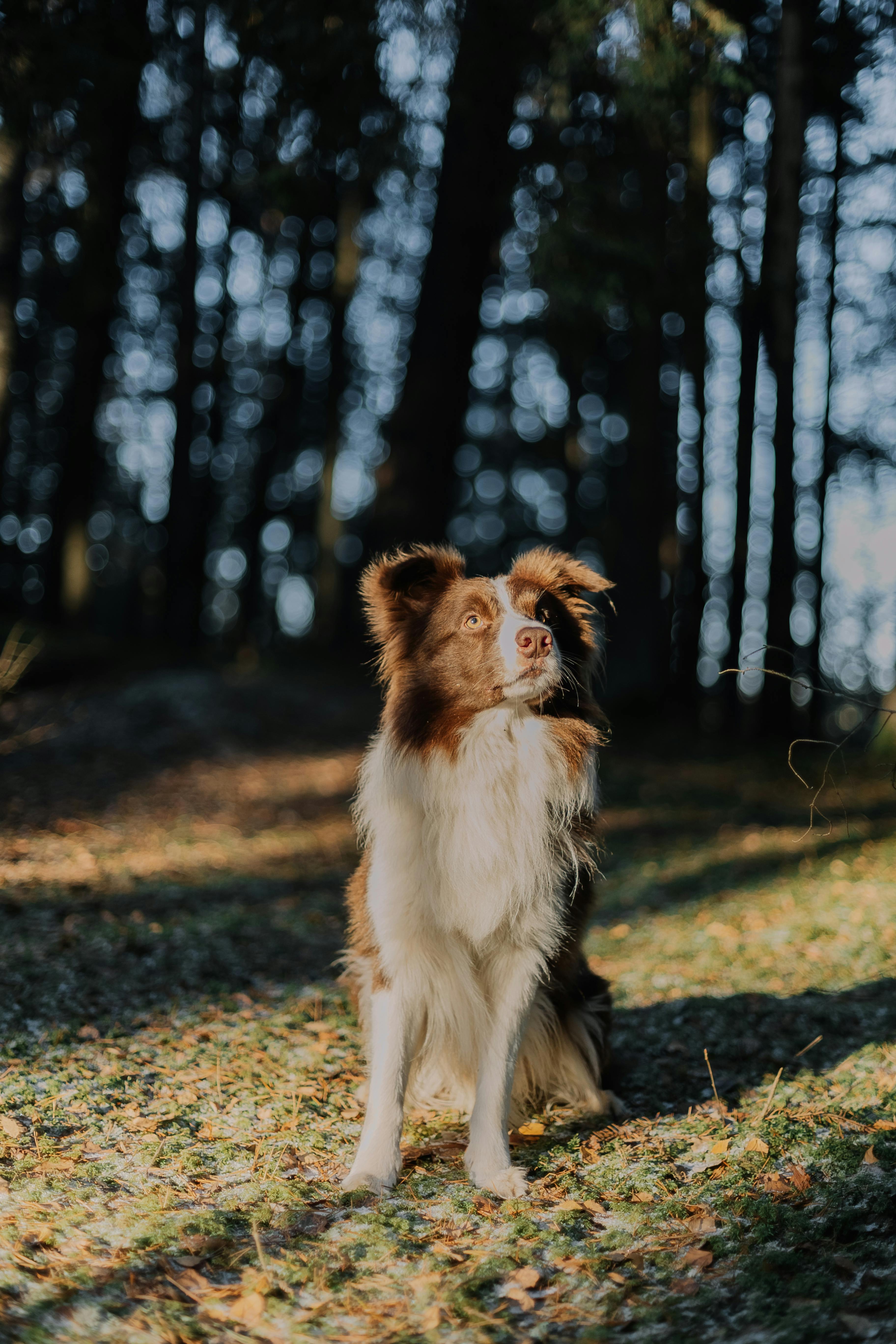 Fluffy Border Collie in Sunlight · Free Stock Photo