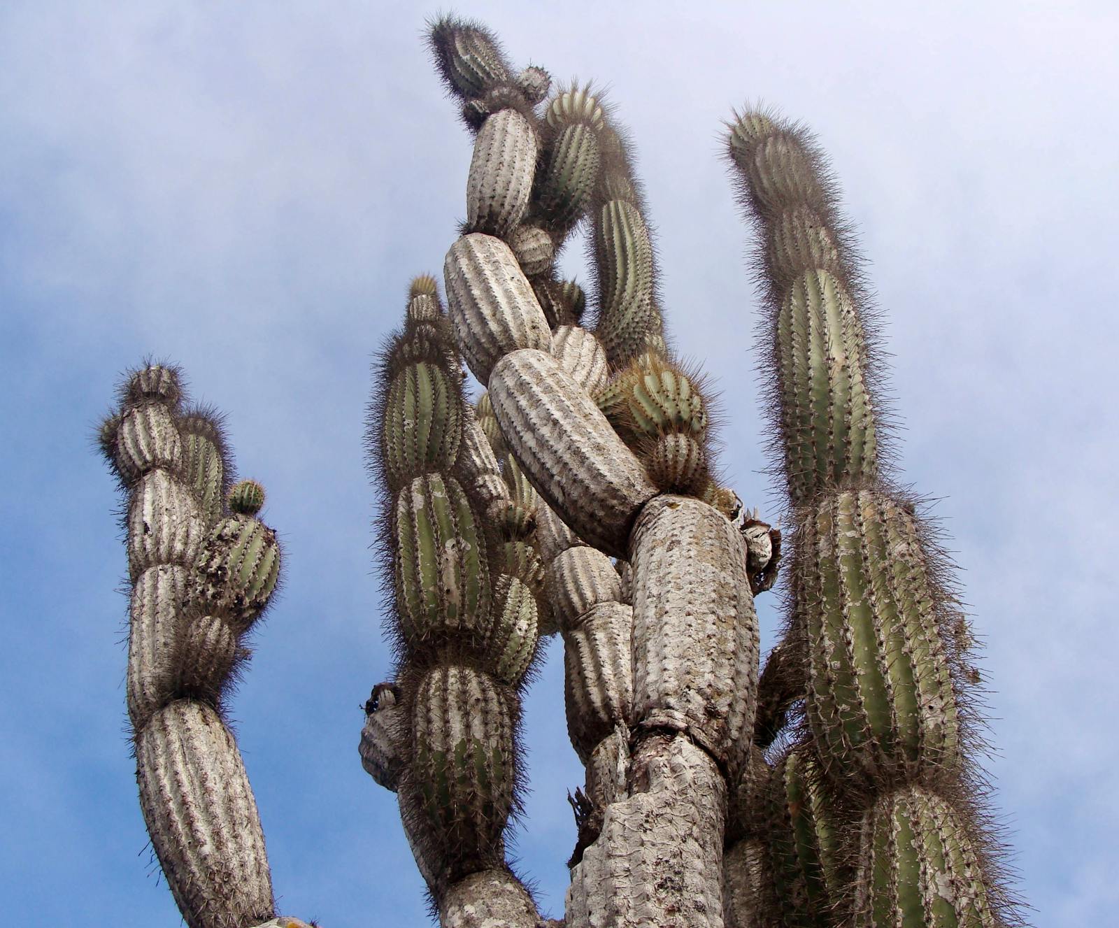 Cactus Rain Photos, Download The BEST Free Cactus Rain Stock Photos ...
