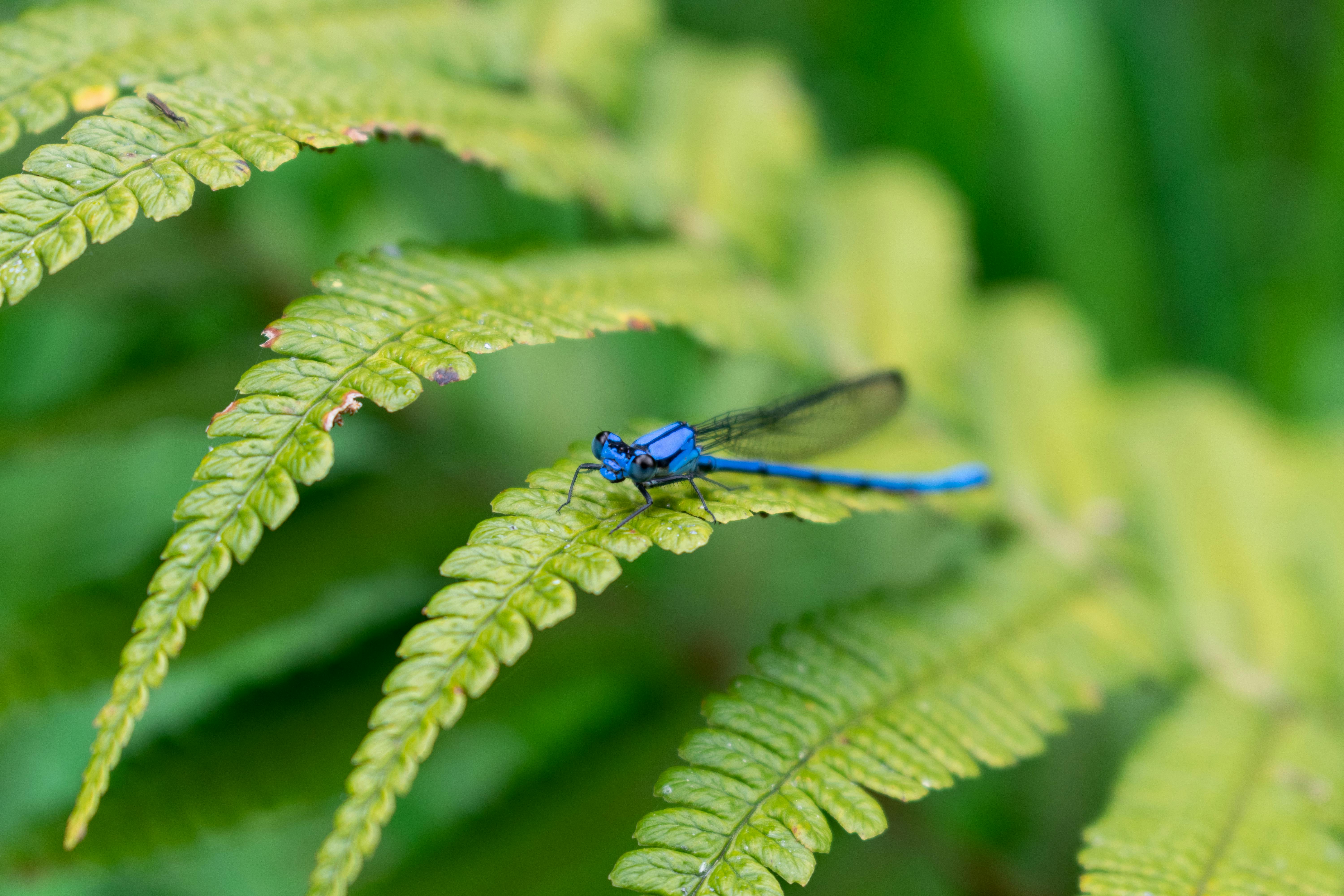 libélula azul · Free Stock Photo