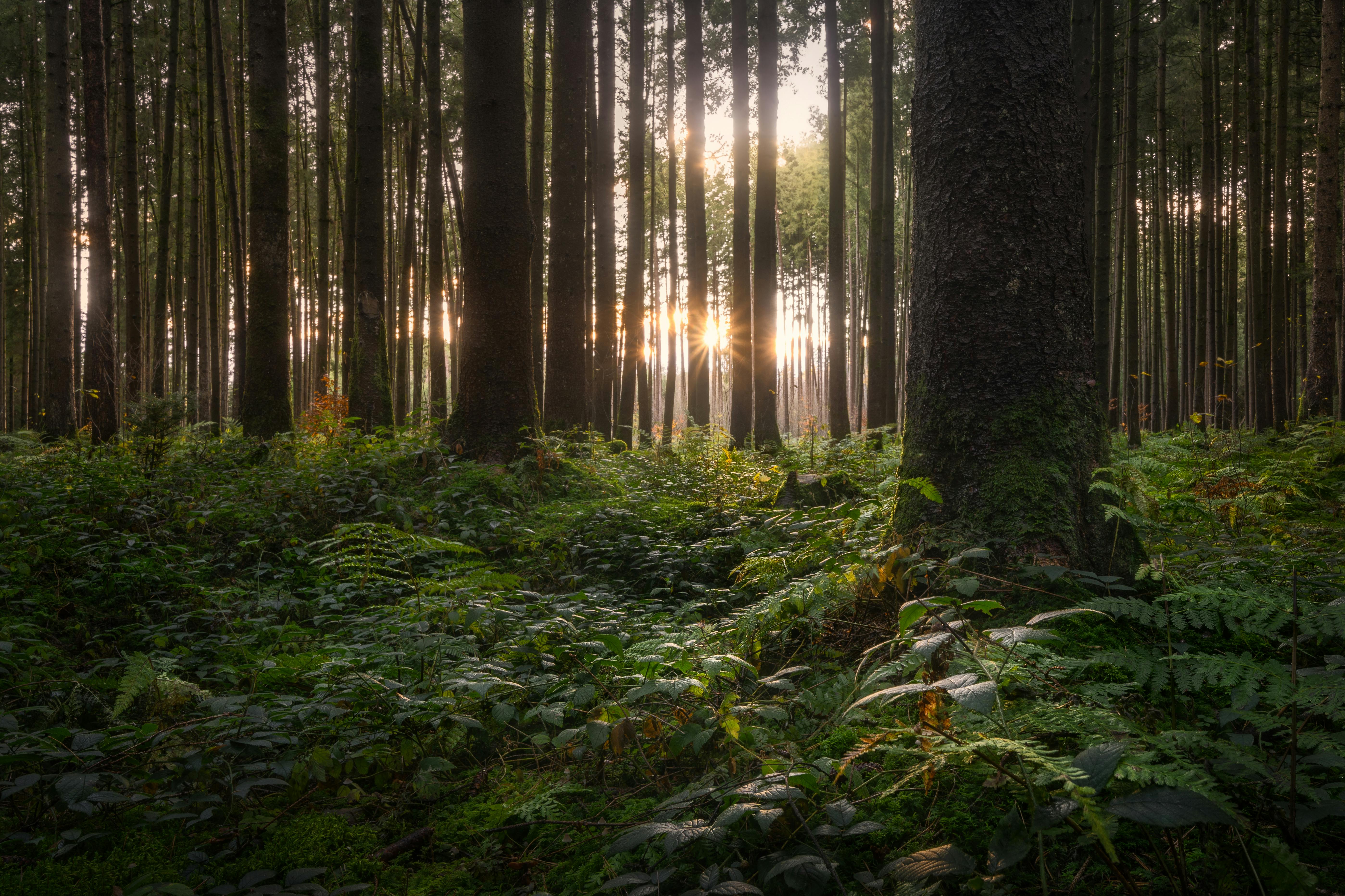 Forest Landscape with Ferns · Free Stock Photo