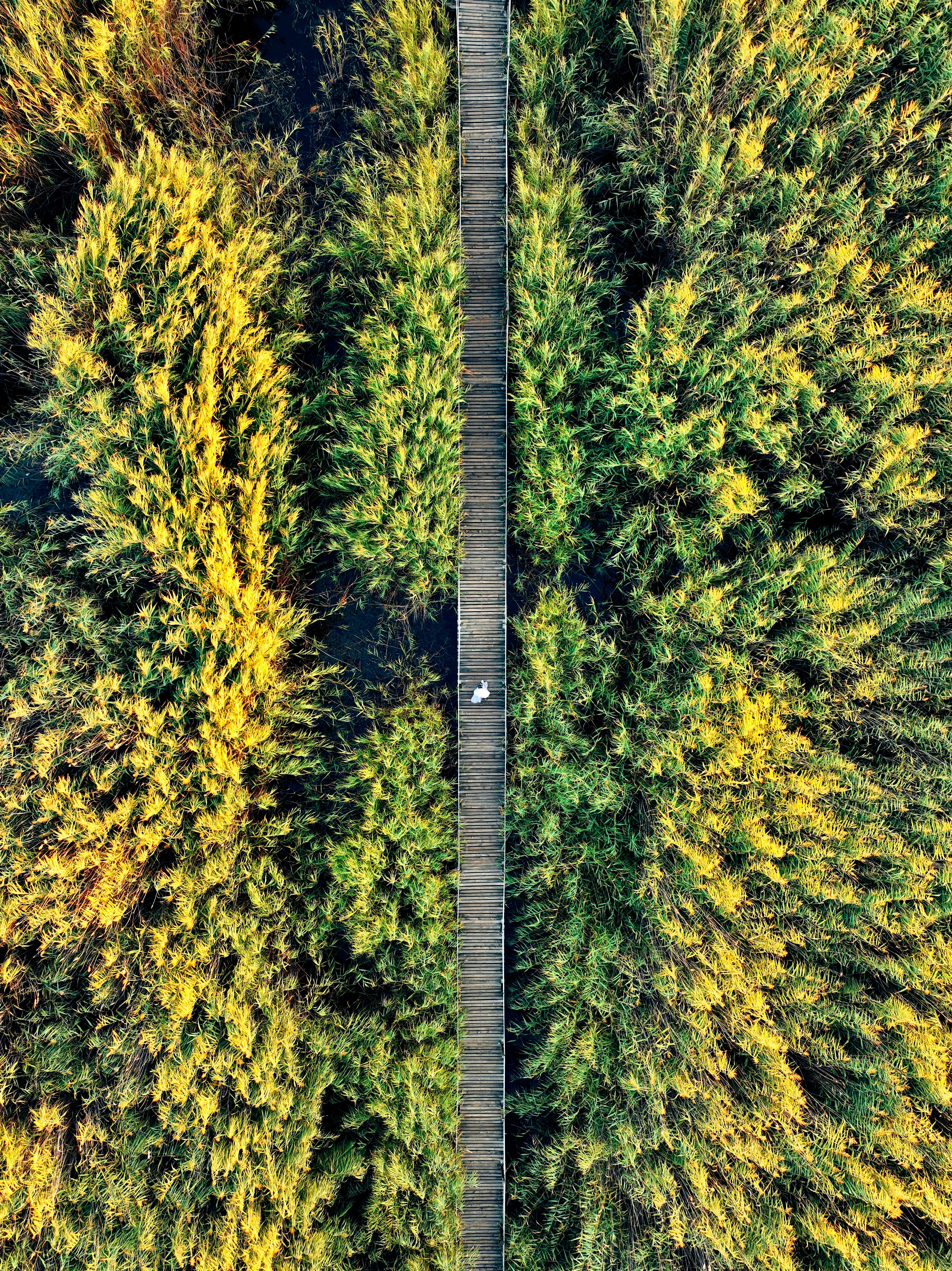 Top View of a Footbridge over Autumnal Trees · Free Stock Photo