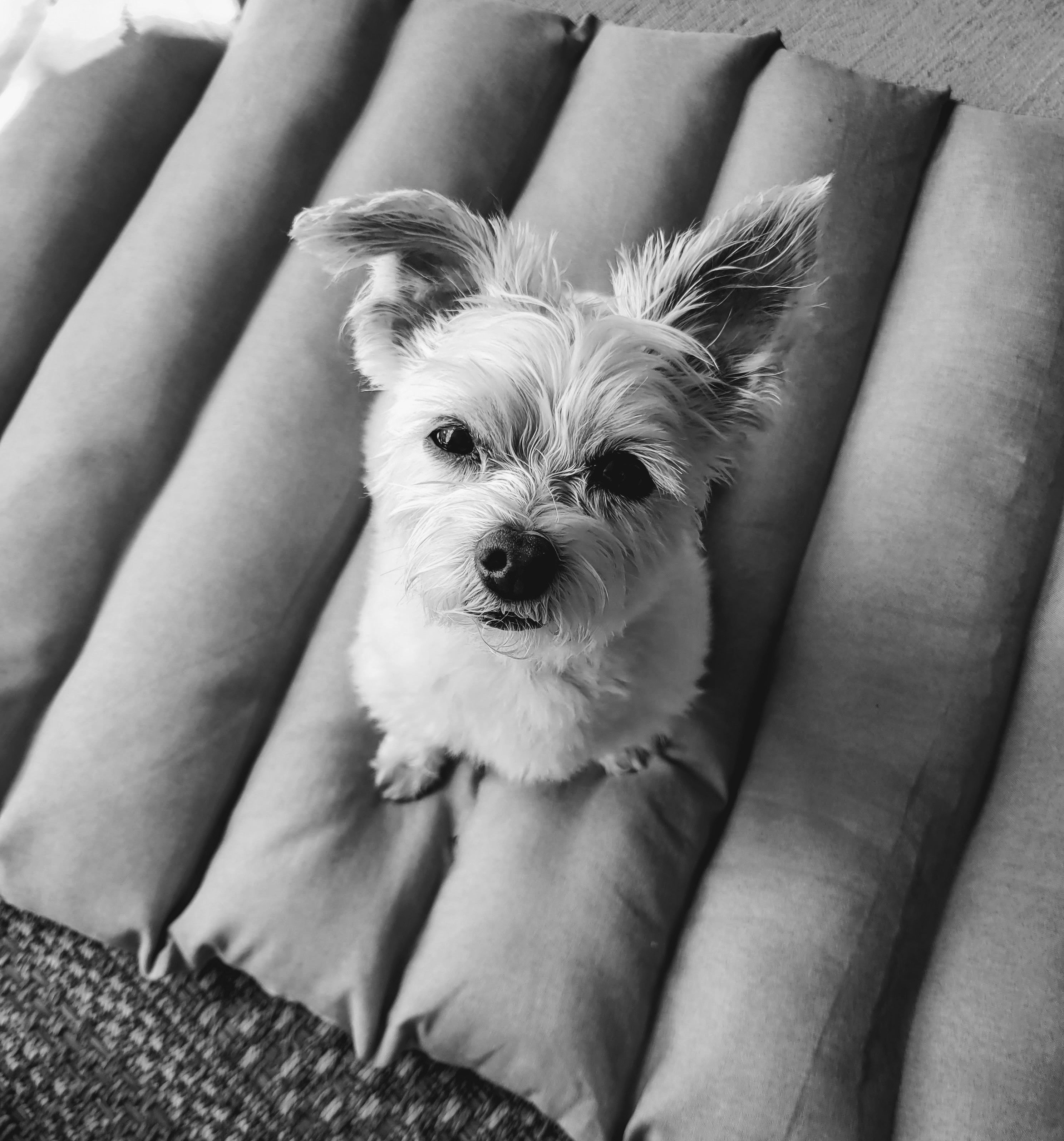 Small Terrier Dog in Black and White · Free Stock Photo