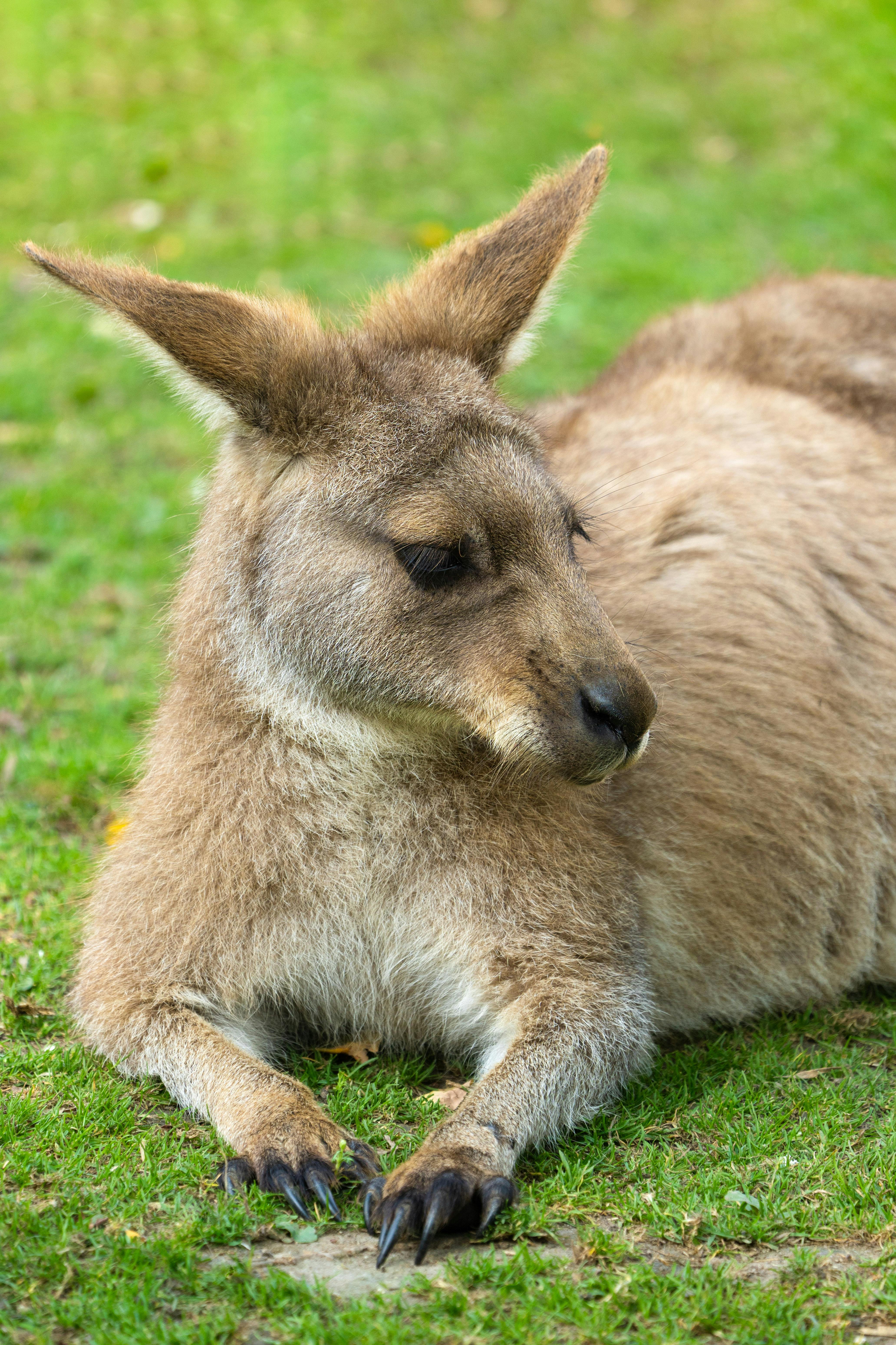 Kangaroo Lying Down · Free Stock Photo