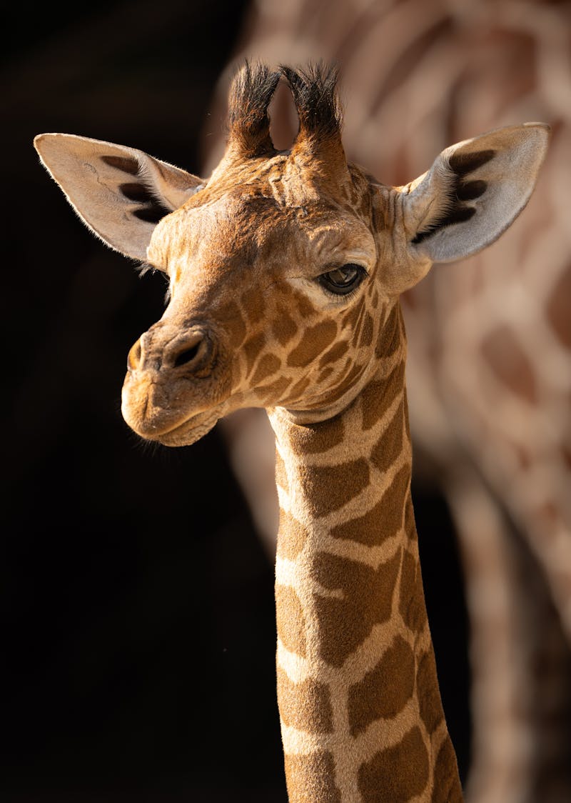 Baby Giraffe Photos, Download The BEST Free Baby Giraffe Stock Photos ...