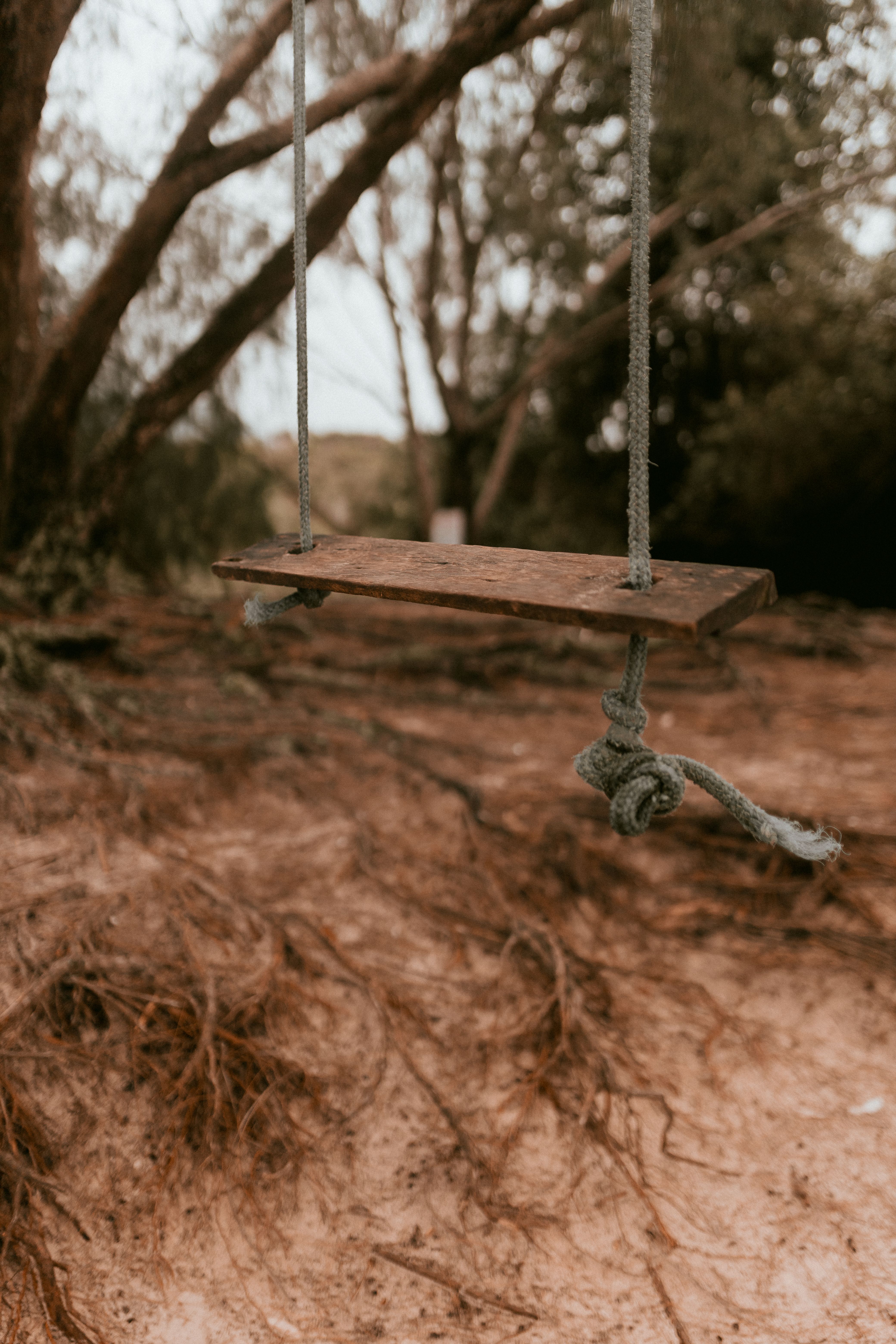 Woman Sitting on Swing Beside Tree · Free Stock Photo