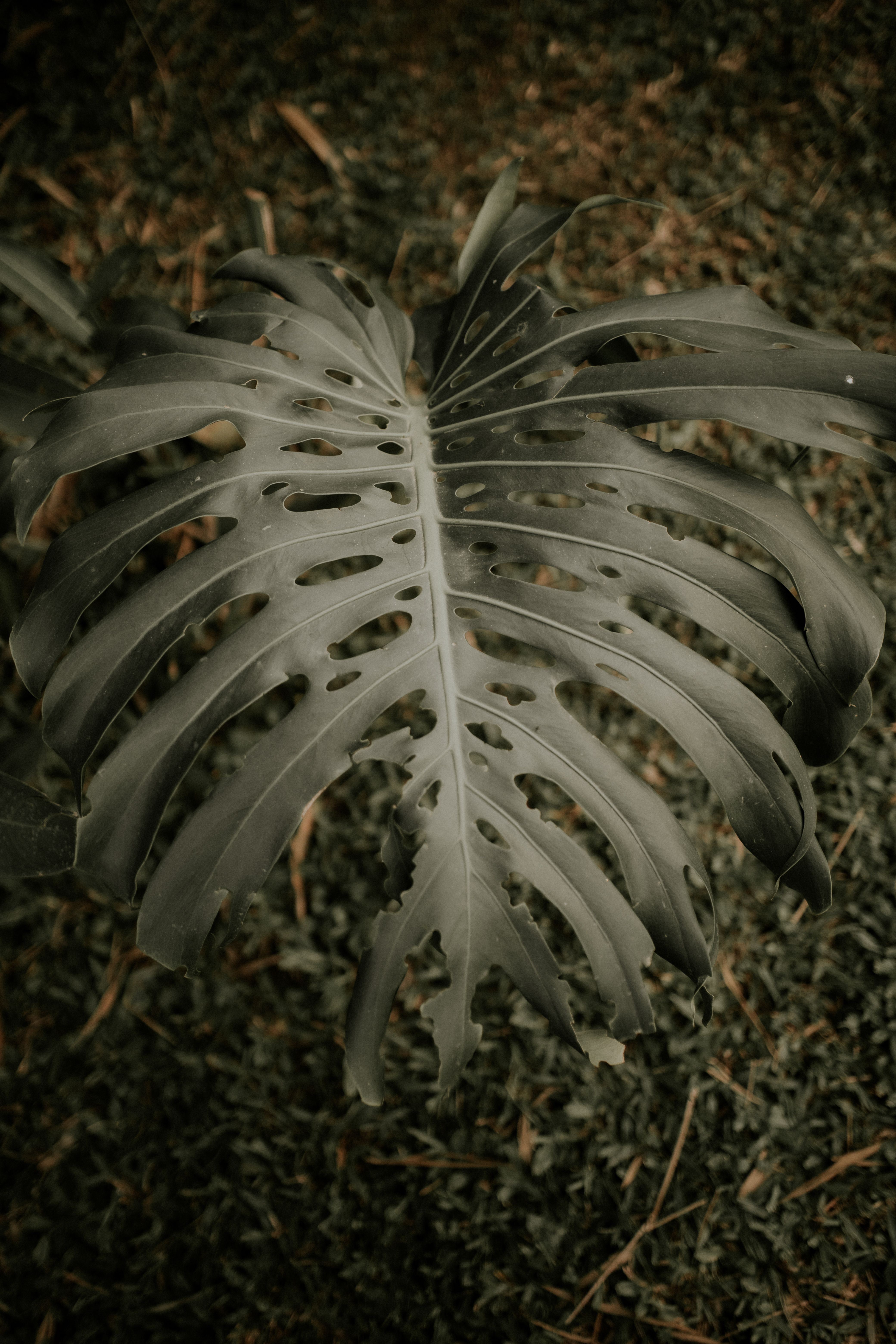 2.245+ Fotos y Imágenes de Monstera abigarrada Gratis · Banco de Fotos ...