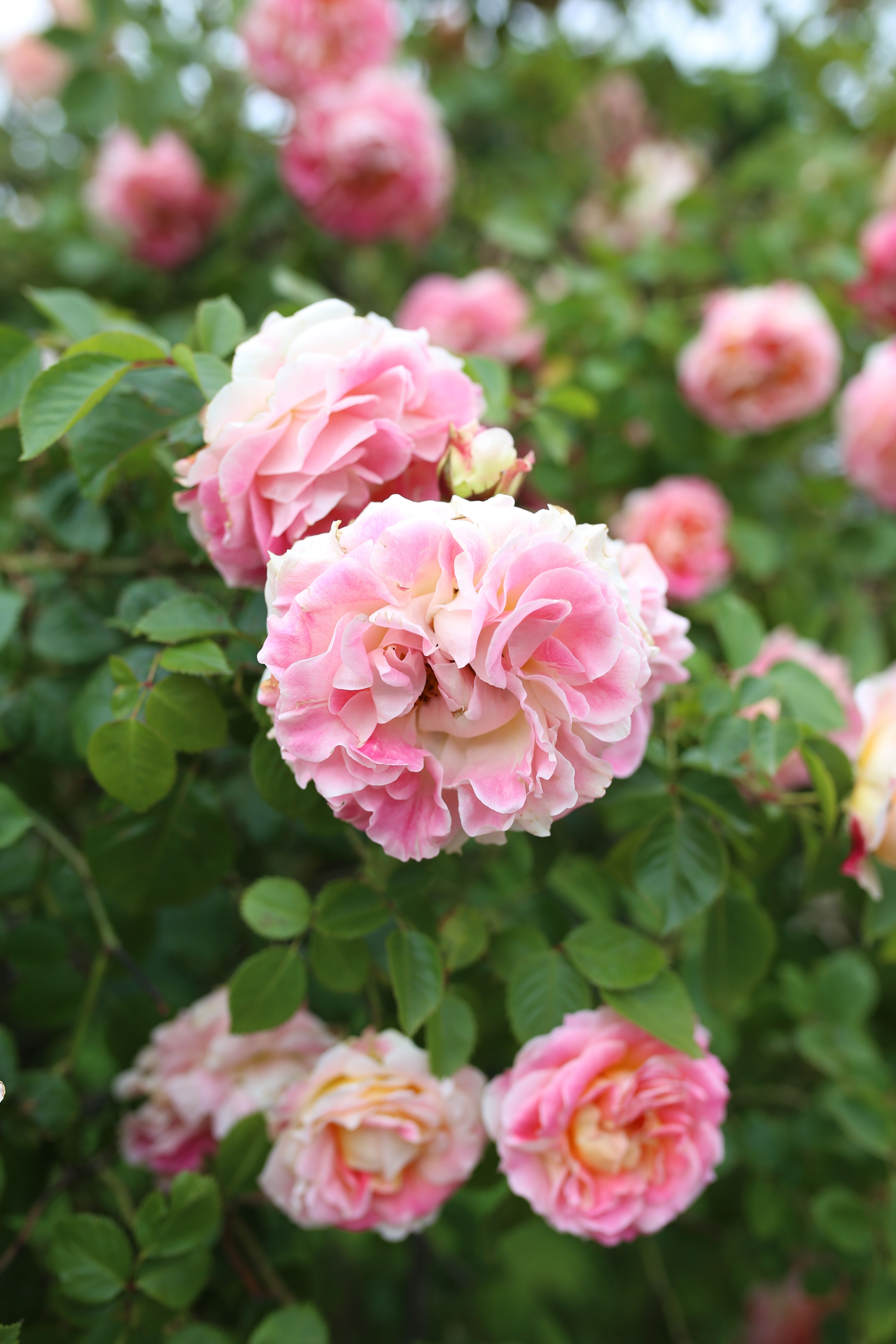 Close-up of Blooming Rose in Garden · Free Stock Photo