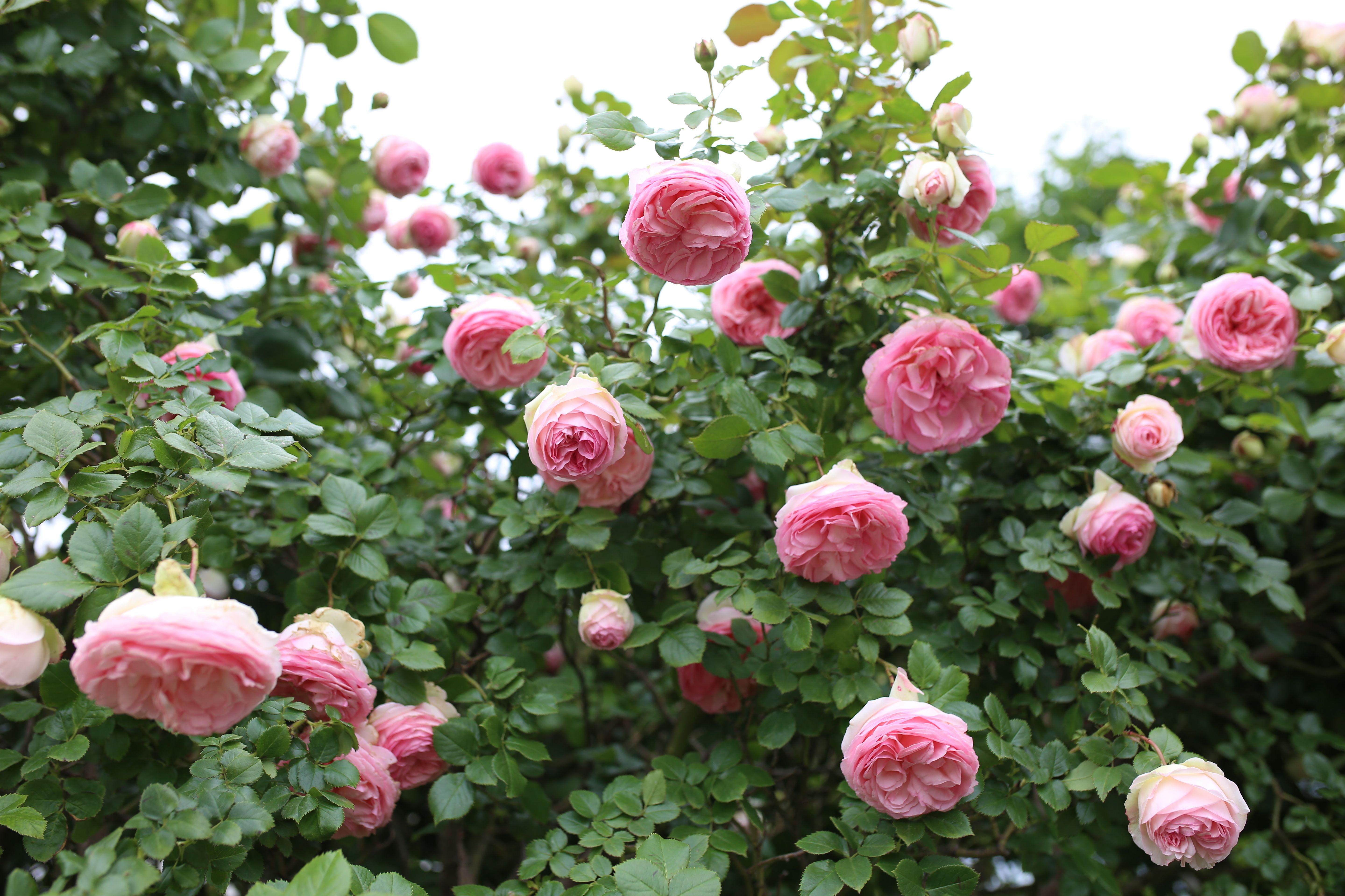 Close-up of a Shrub of Pink Garden Roses · Free Stock Photo
