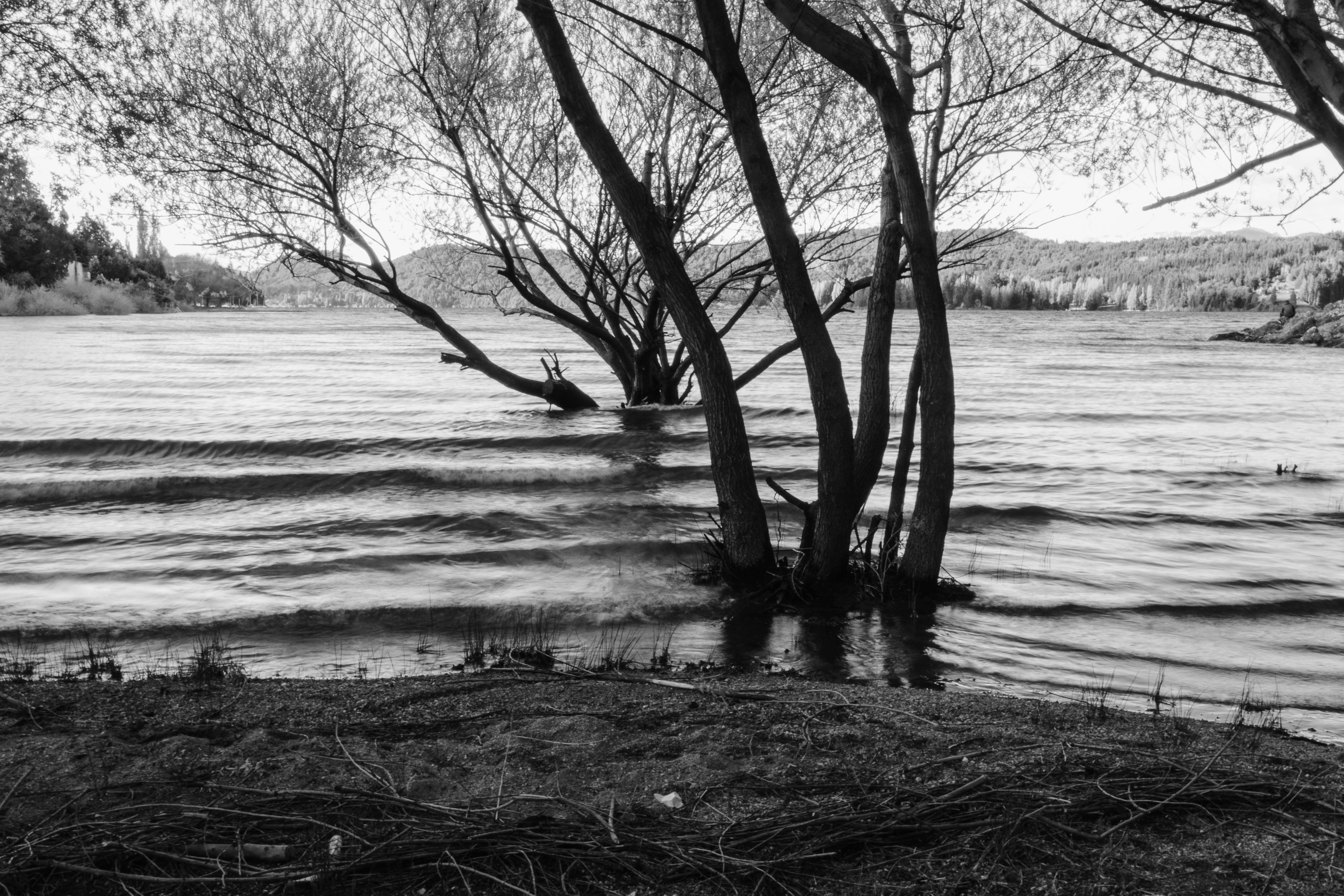 View of a Body of Water Flooding the Trees · Free Stock Photo