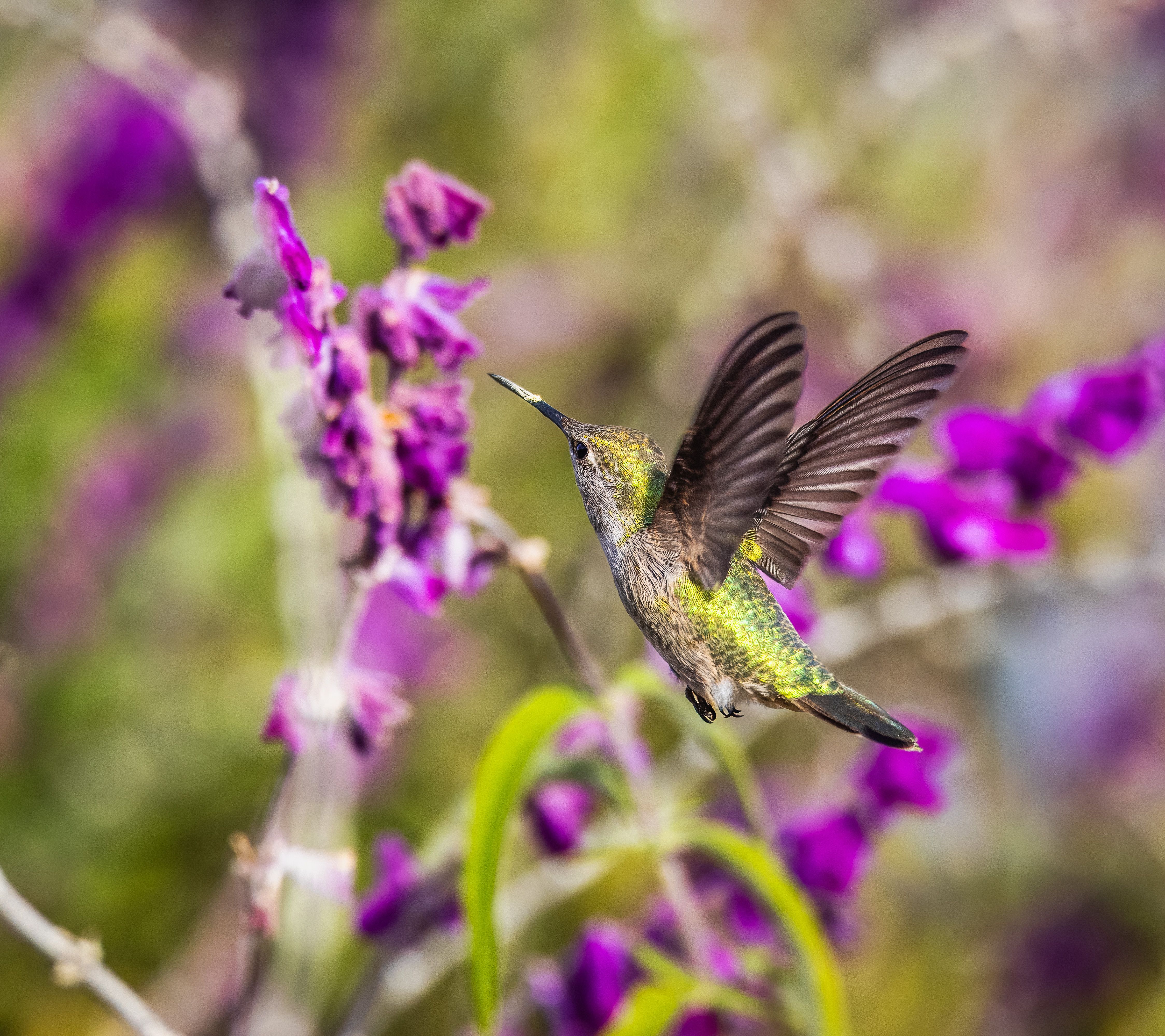 Close-up of a Hummingbird Flying near a Purple Flower · Free Stock Photo