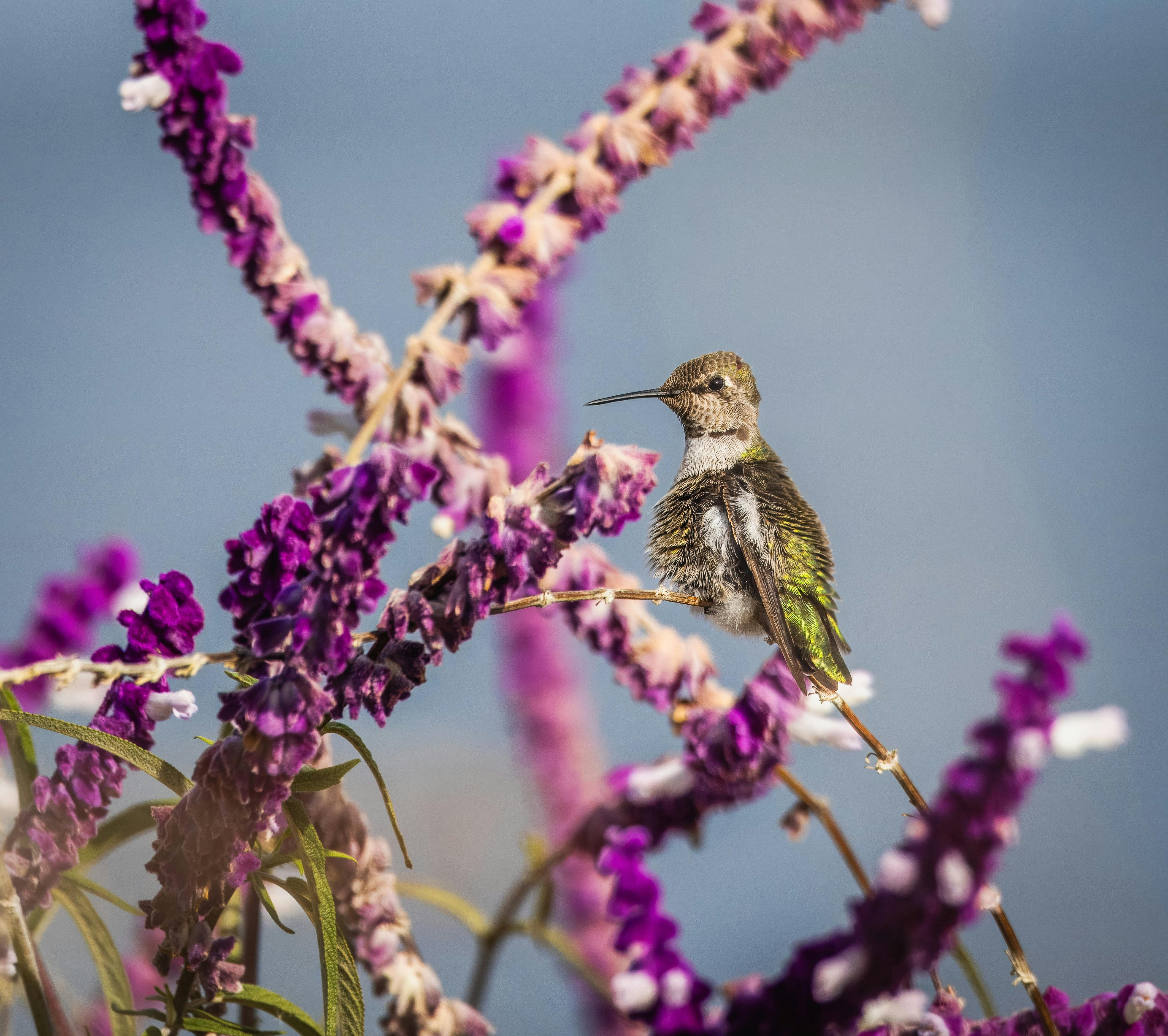 Hummingbird Flying Above Purple Flowers · Free Stock Photo