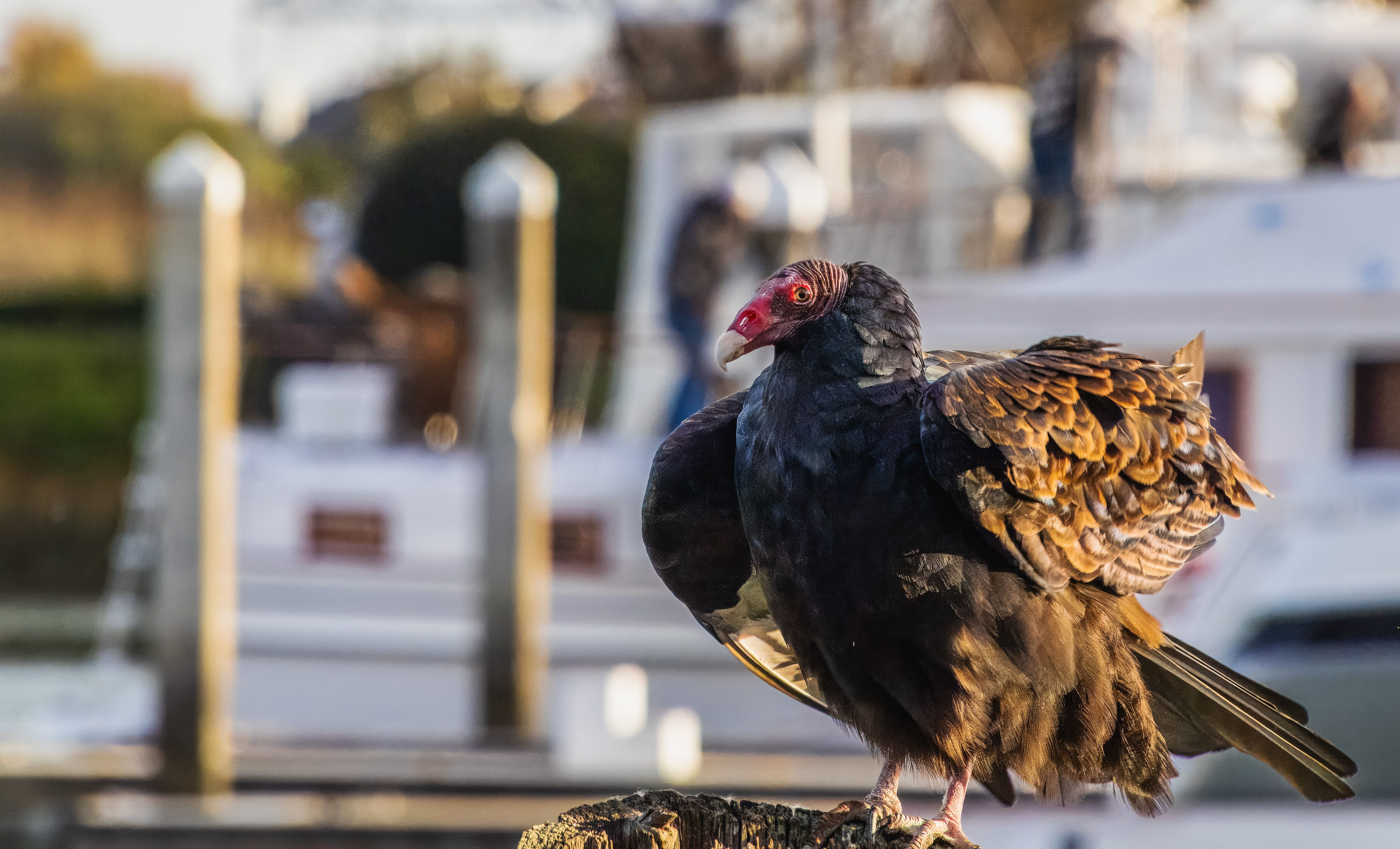 selective Focus Close-up Photo of White and Gray Vulture · Free Stock Photo