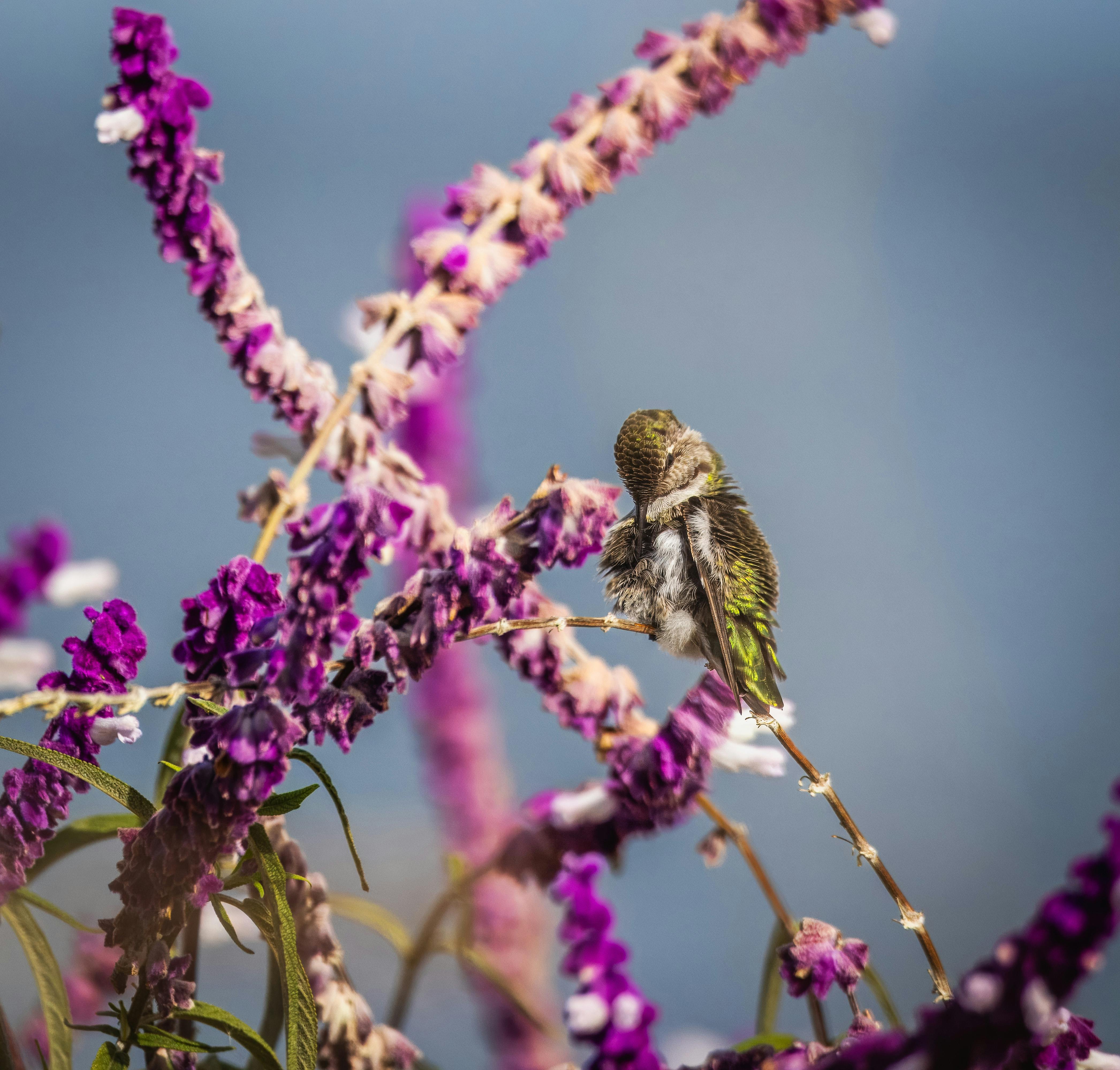 Hummingbird Flying Above Purple Flowers · Free Stock Photo