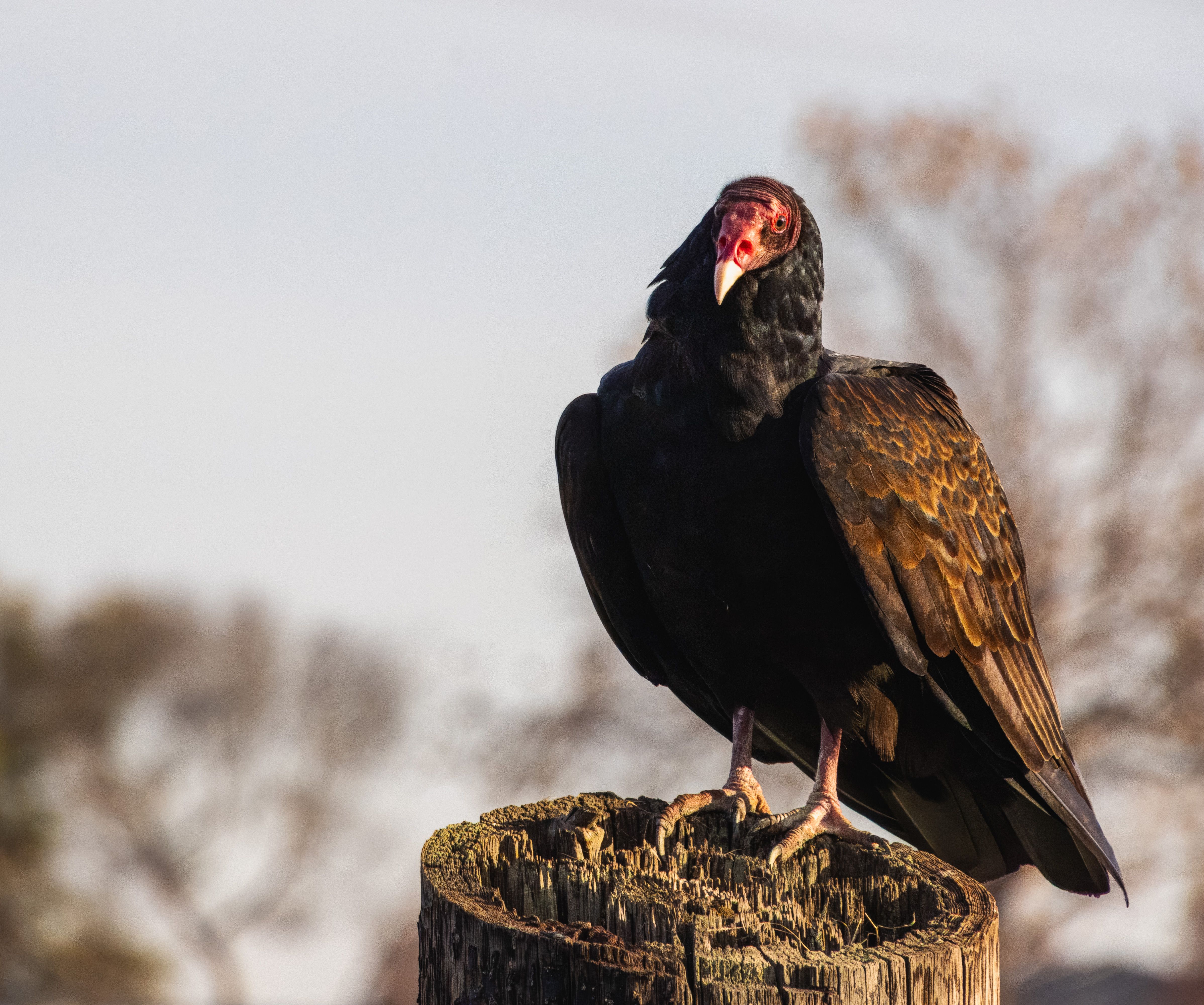 Close-Up Shot of a Vulture Perched from a Tree Branch · Free Stock Photo