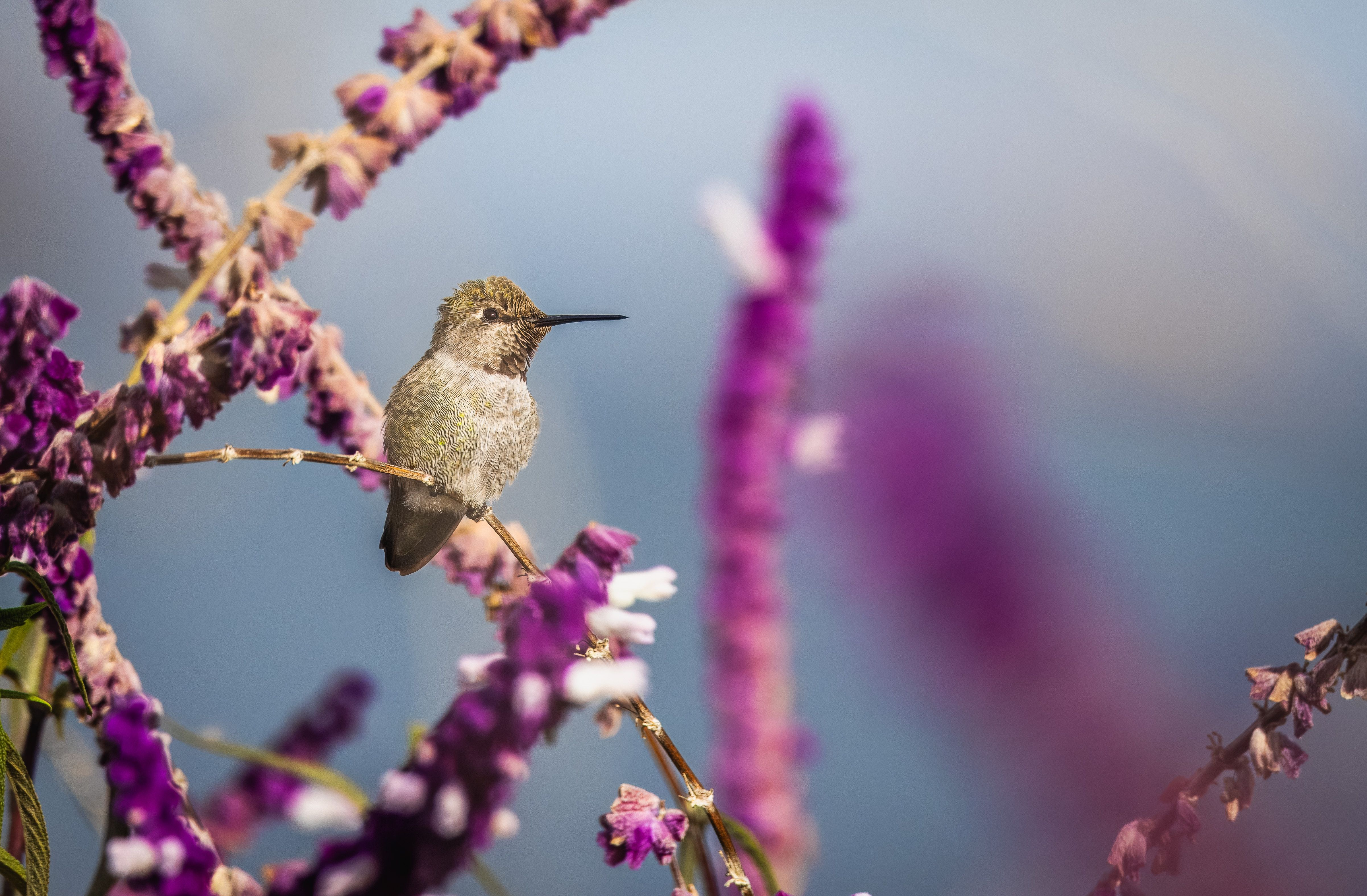 Hummingbird among Flowers · Free Stock Photo