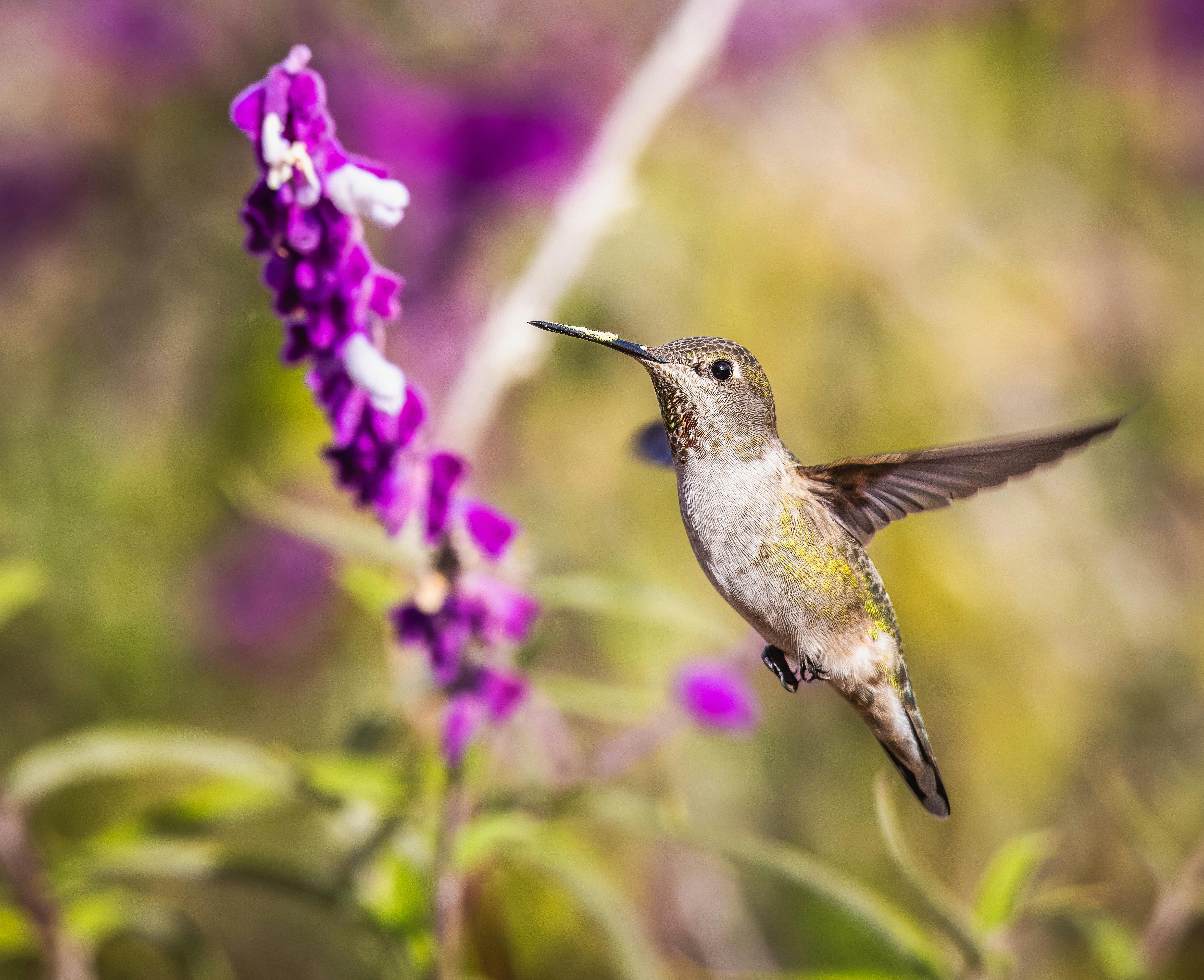 Close up of Hummingbird · Free Stock Photo