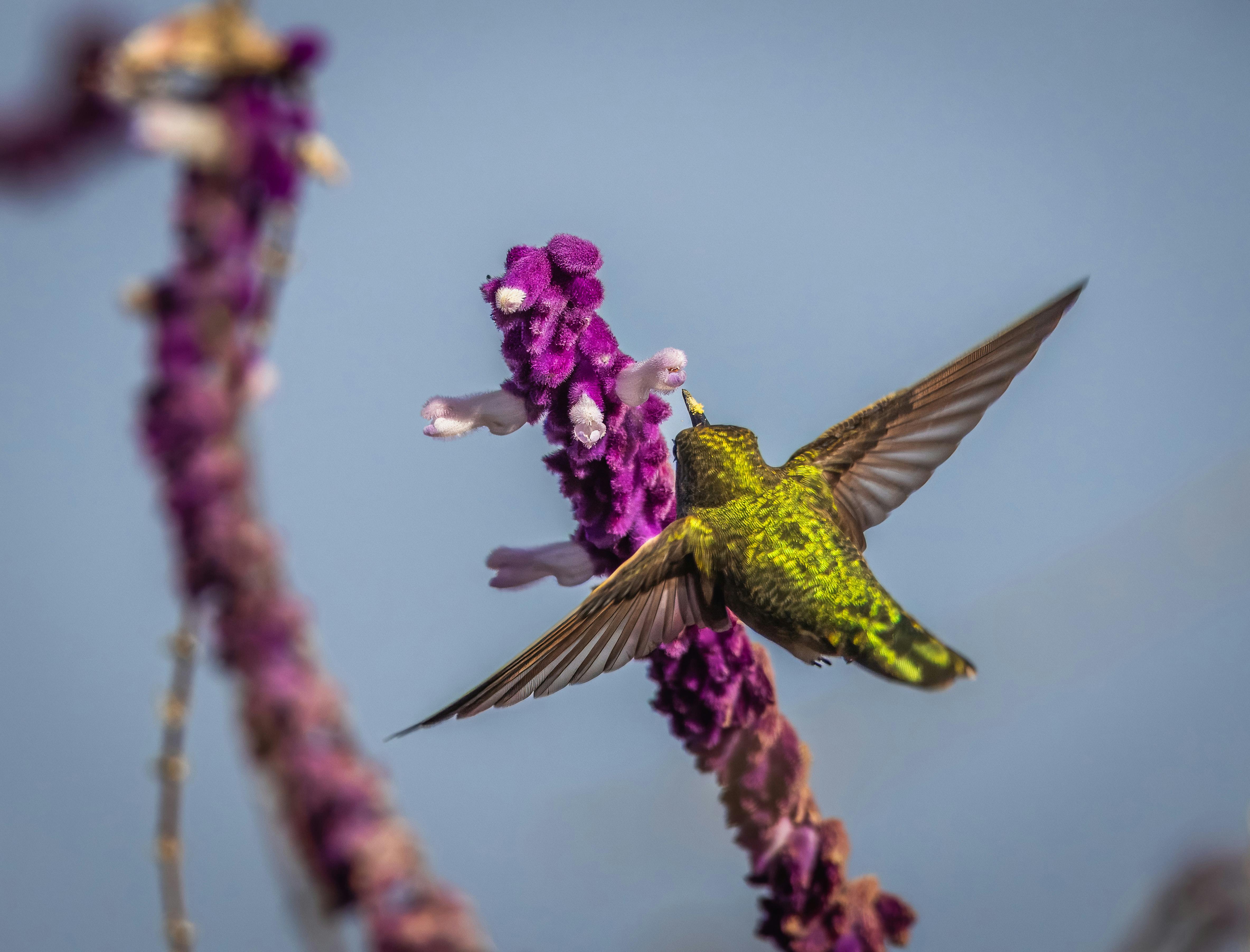 Close up of Hummingbird Flying over Flower · Free Stock Photo
