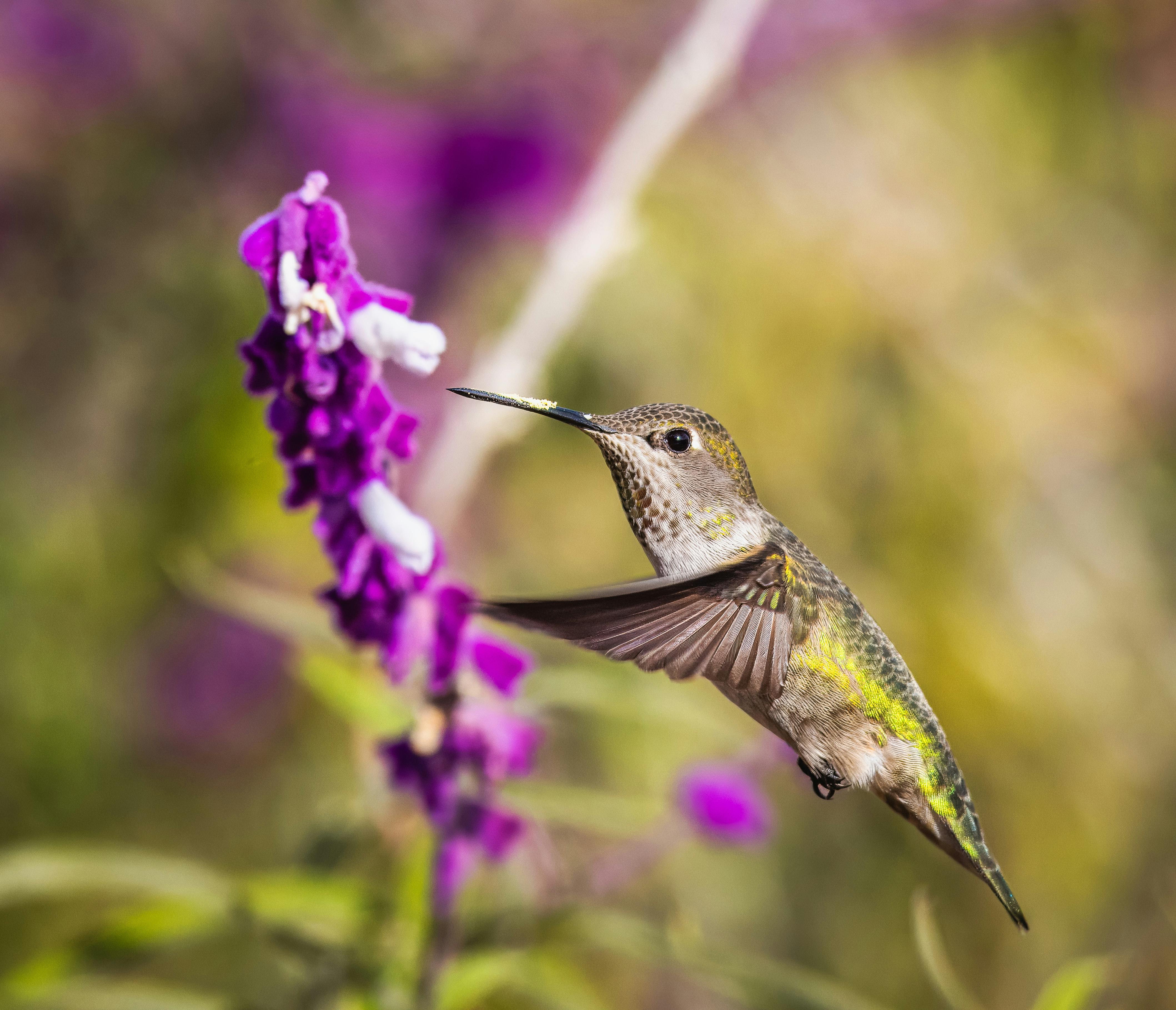 Focus Photography of Flying Hummingbird · Free Stock Photo