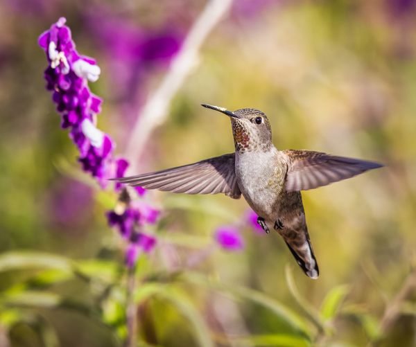 Flying Hummingbird Surrounded By Flowering Plants Photos, Download The ...