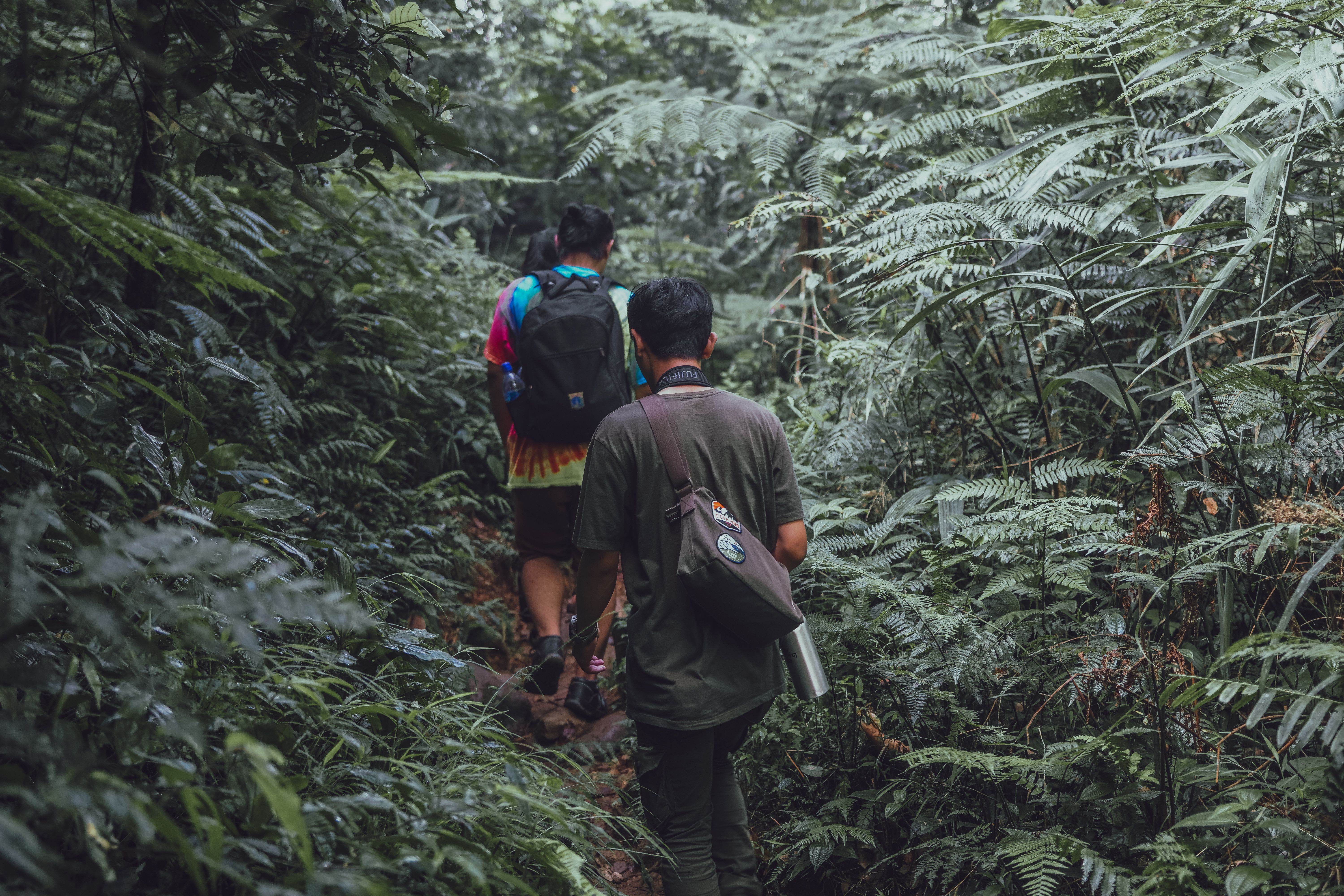 walking through the forest · Free Stock Photo