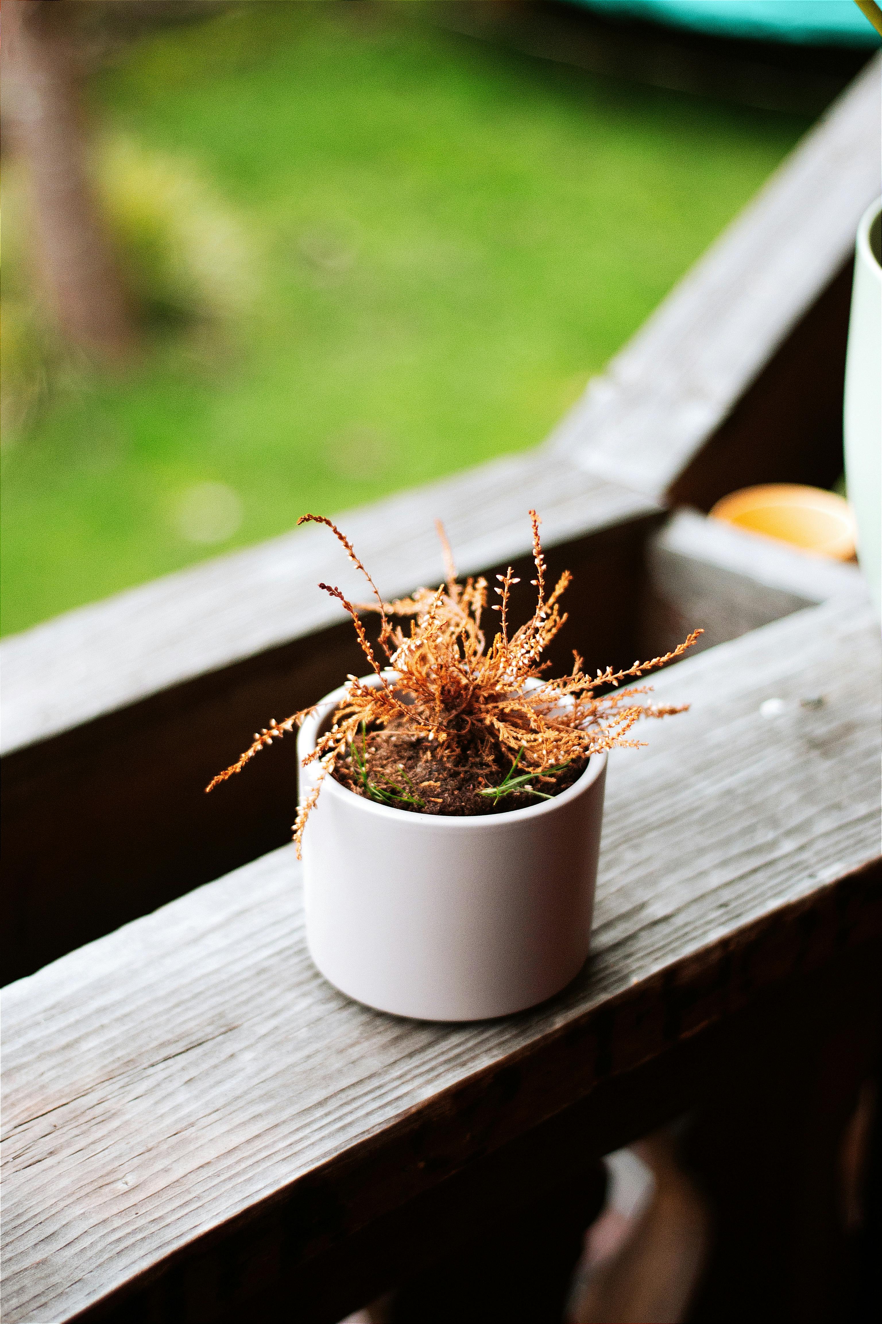 Dried Potted Plant on a Wooden Balcony Railing · Free Stock Photo