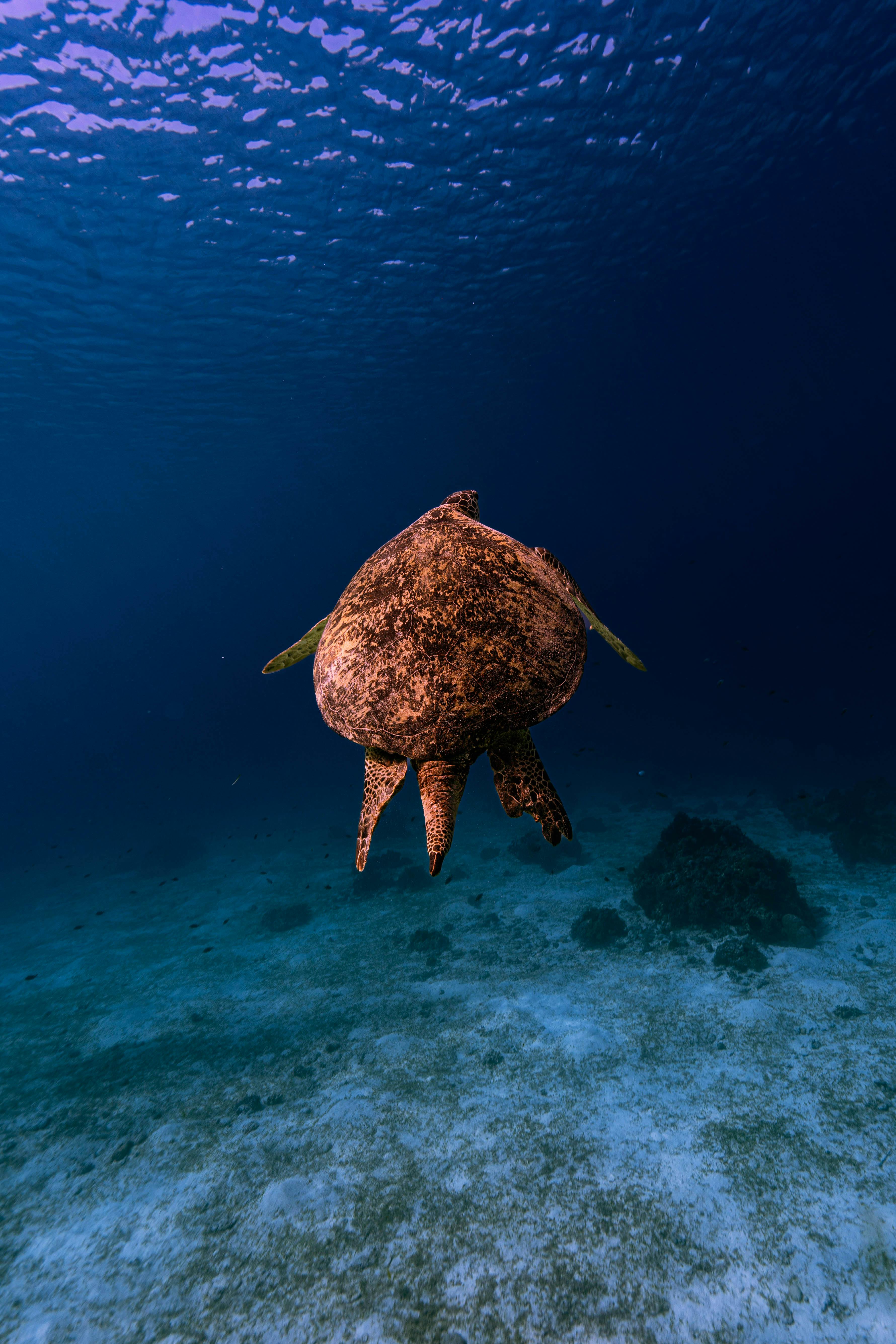 Purple and Blue Sea Turtle · Free Stock Photo