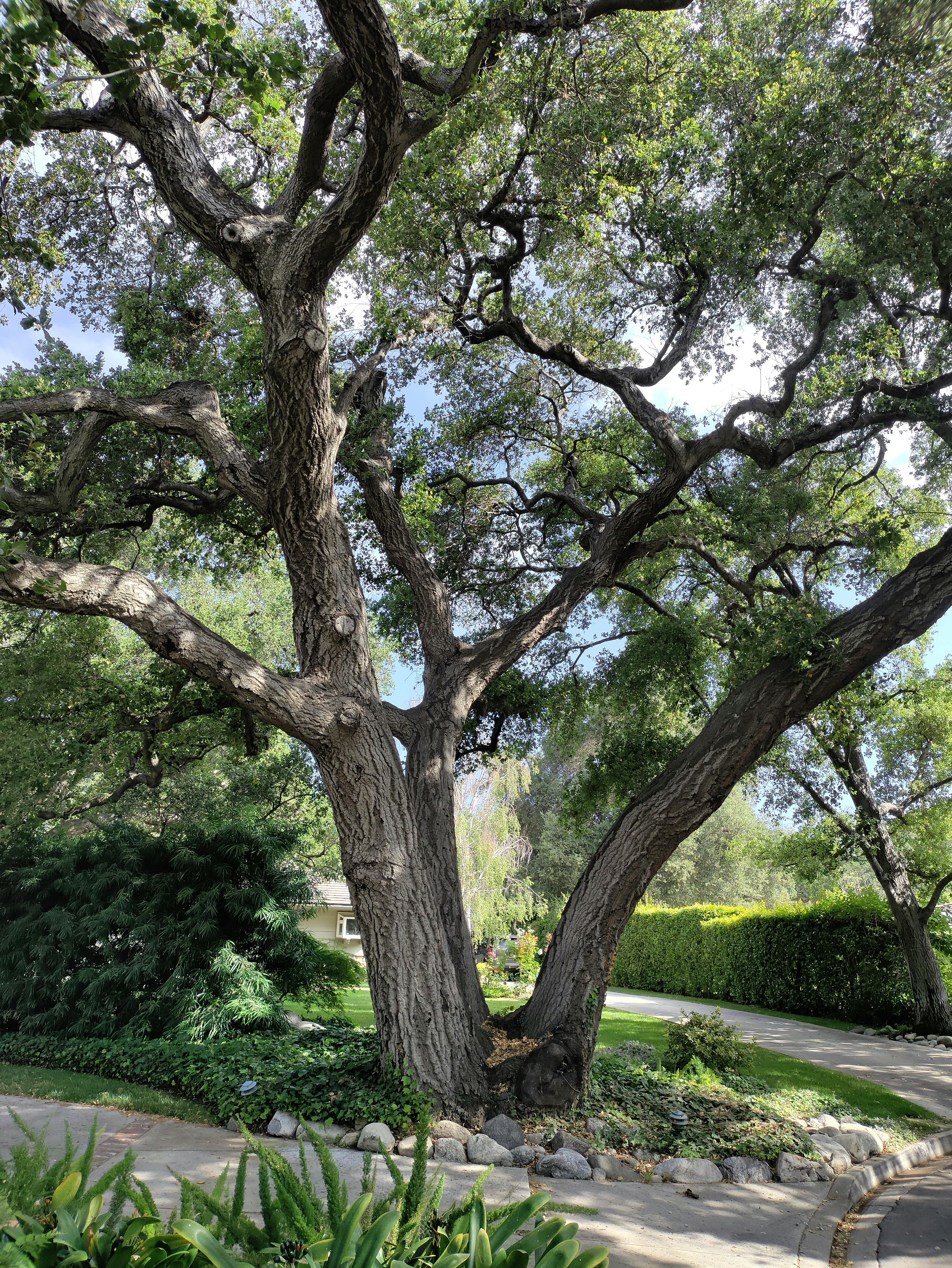 Multi Trunk Tree in the Yard by the Street · Free Stock Photo