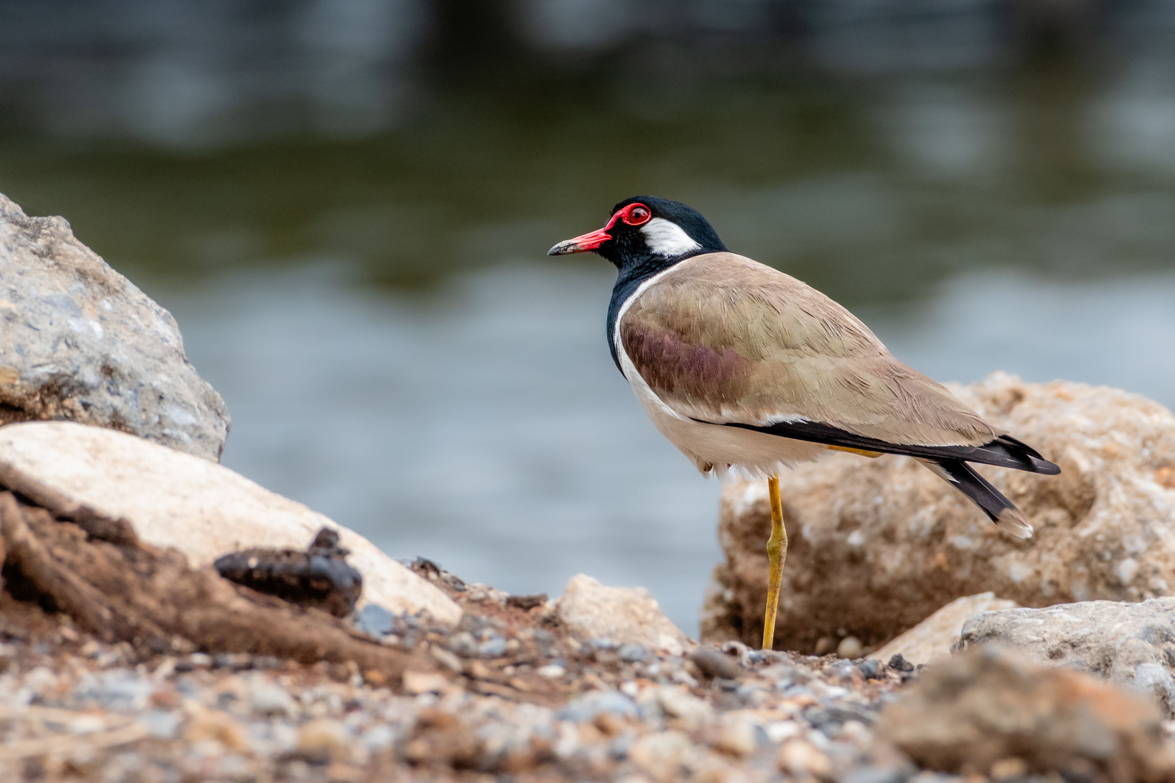Lapwings Photos, Download The BEST Free Lapwings Stock Photos & HD Images