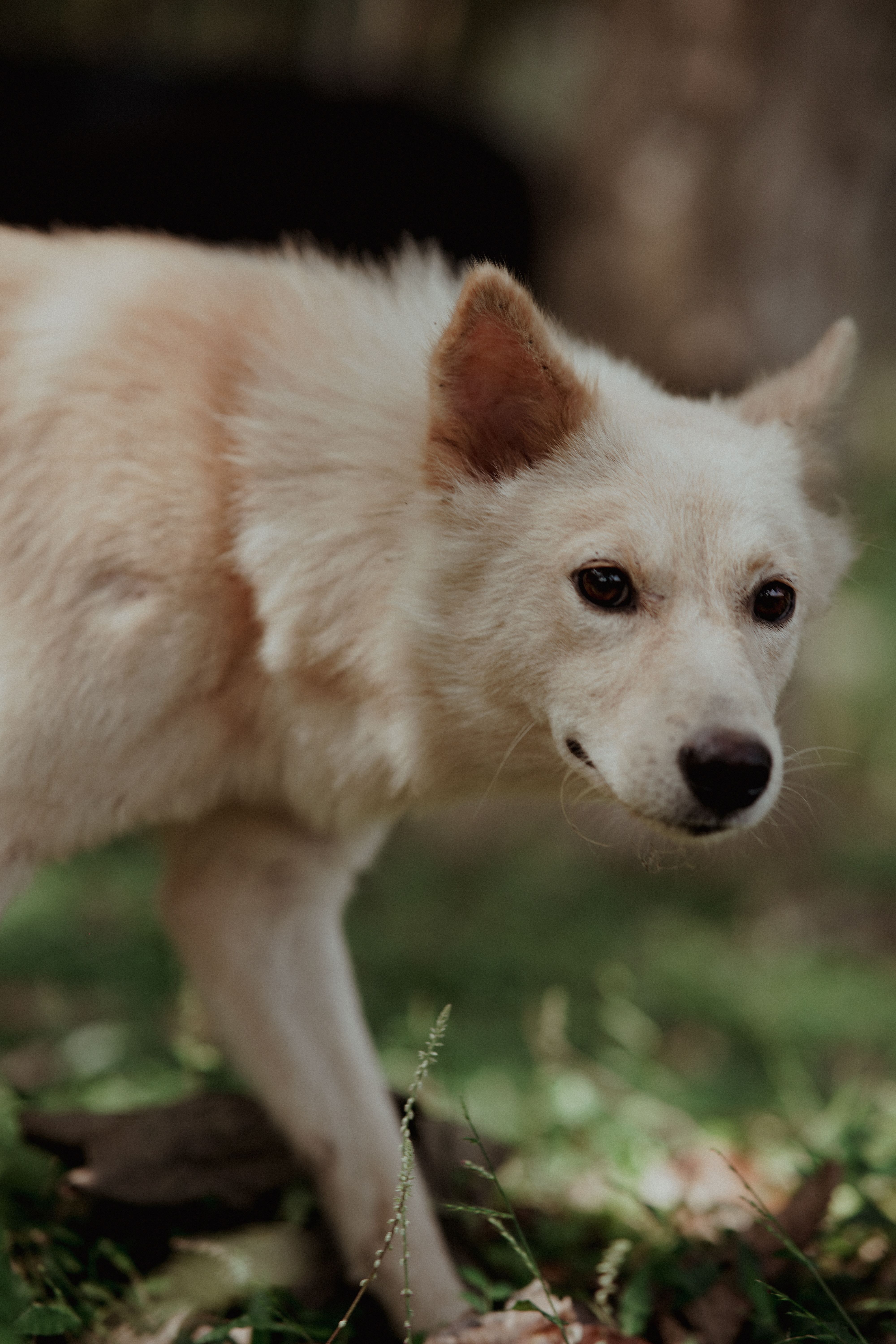Beige Dog with Deep Black Eyes · Free Stock Photo