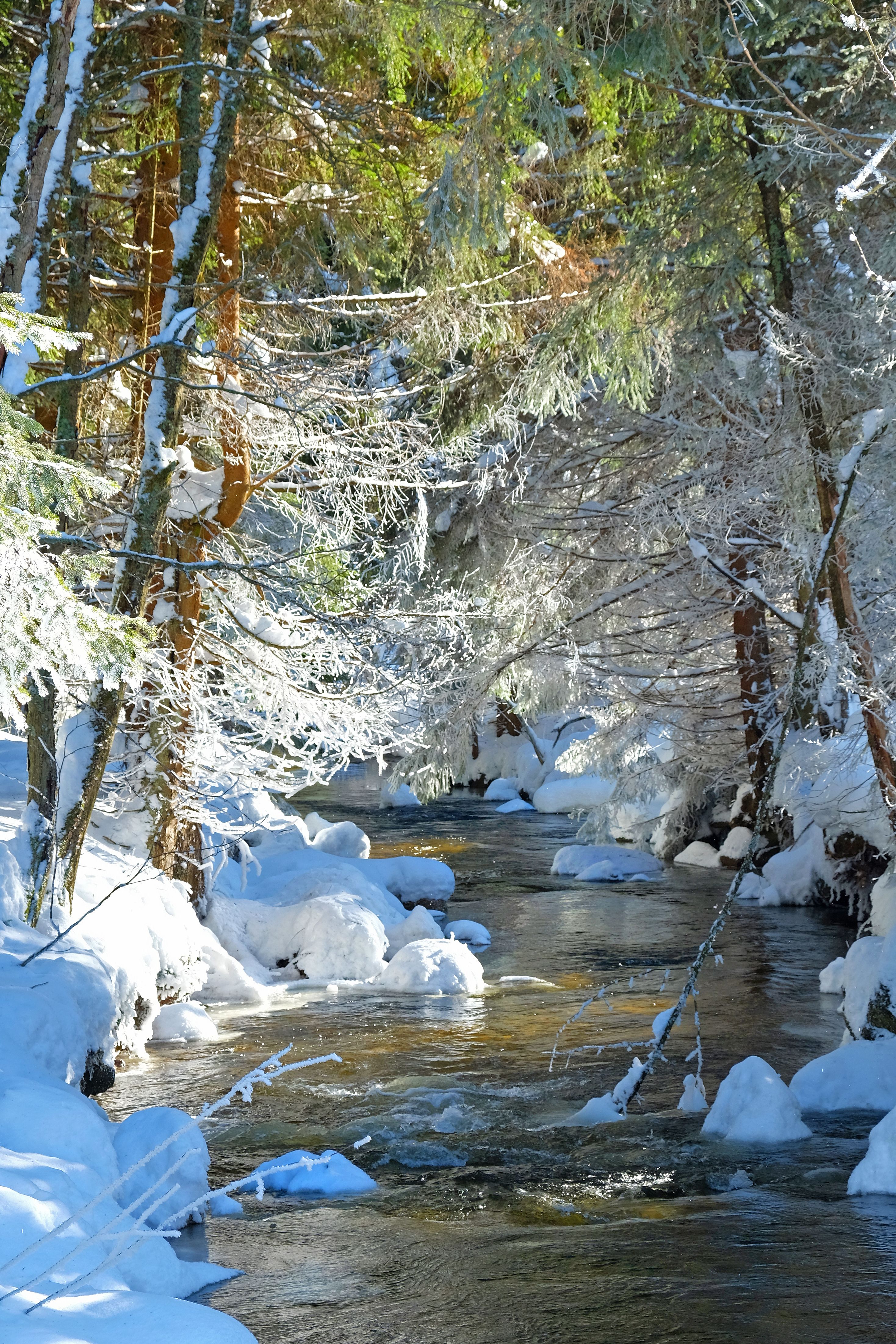Stream in Forest in Winter · Free Stock Photo