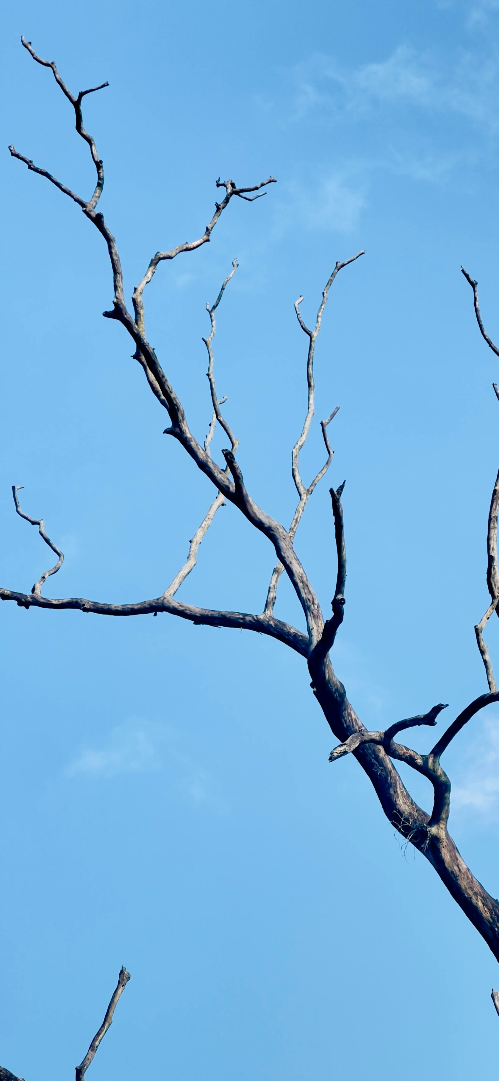 Swarup Sarkar - Photography