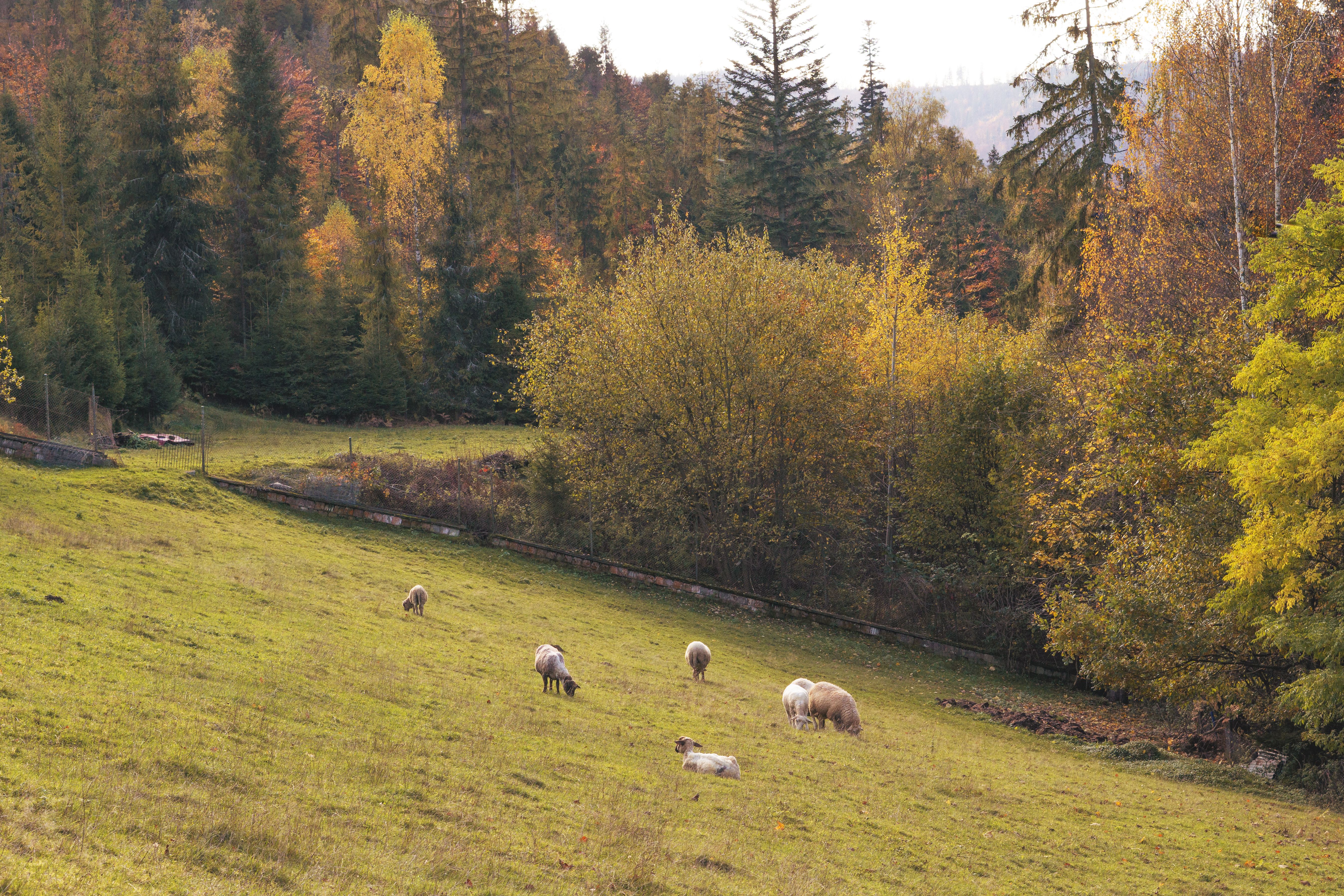 Yellow Sheep Photos, Download The BEST Free Yellow Sheep Stock Photos ...