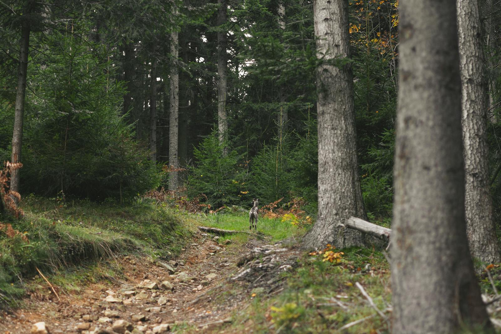 Forest Animal Photos, Download The BEST Free Forest Animal Stock Photos ...