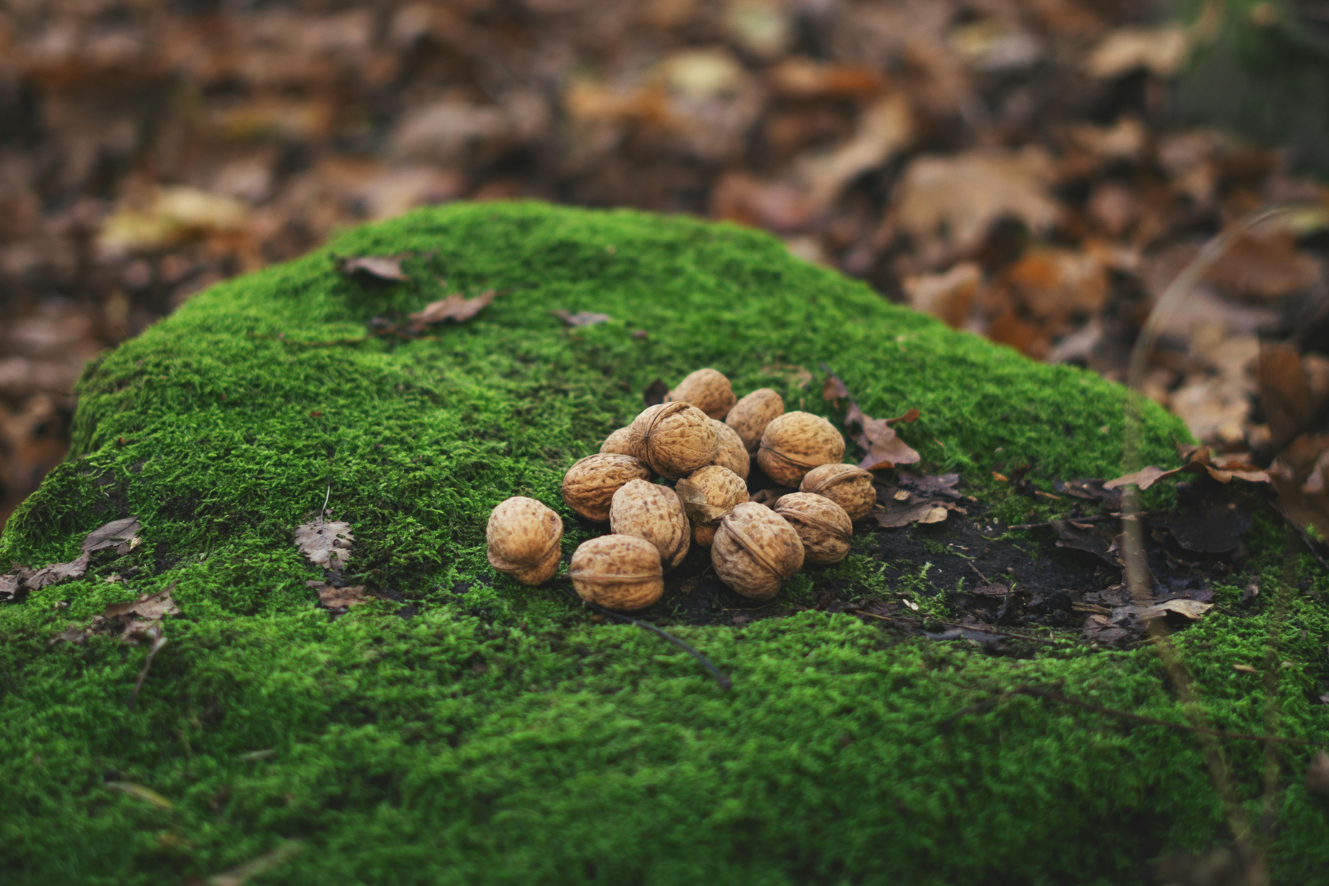 Cottage Core Photos, Download The BEST Free Cottage Core Stock Photos ...